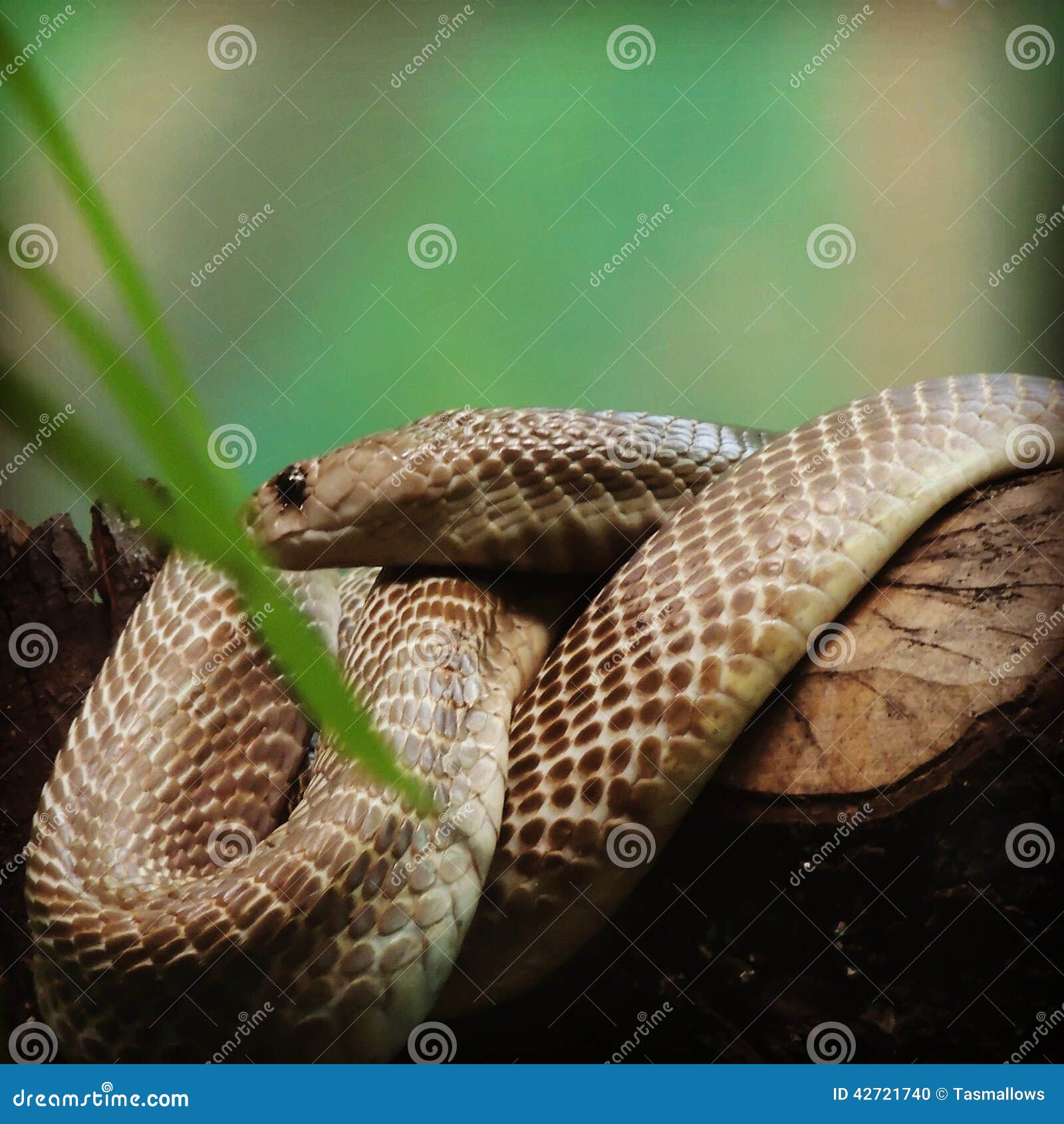 Snake in the zoo stock photo. Image of snake, photographer - 42721740