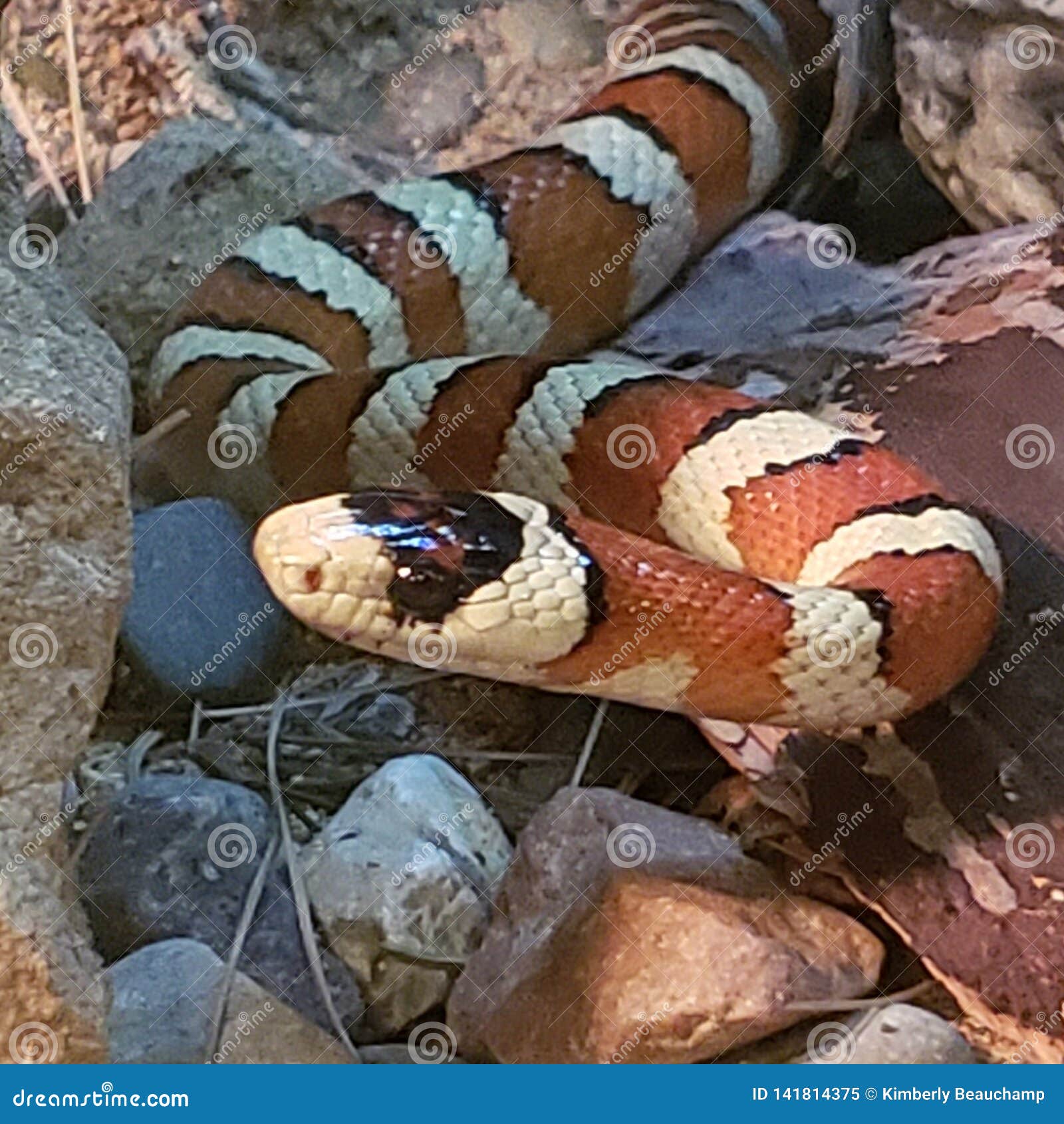 Snake at the zoo stock image. Image of snake, orange - 141814375