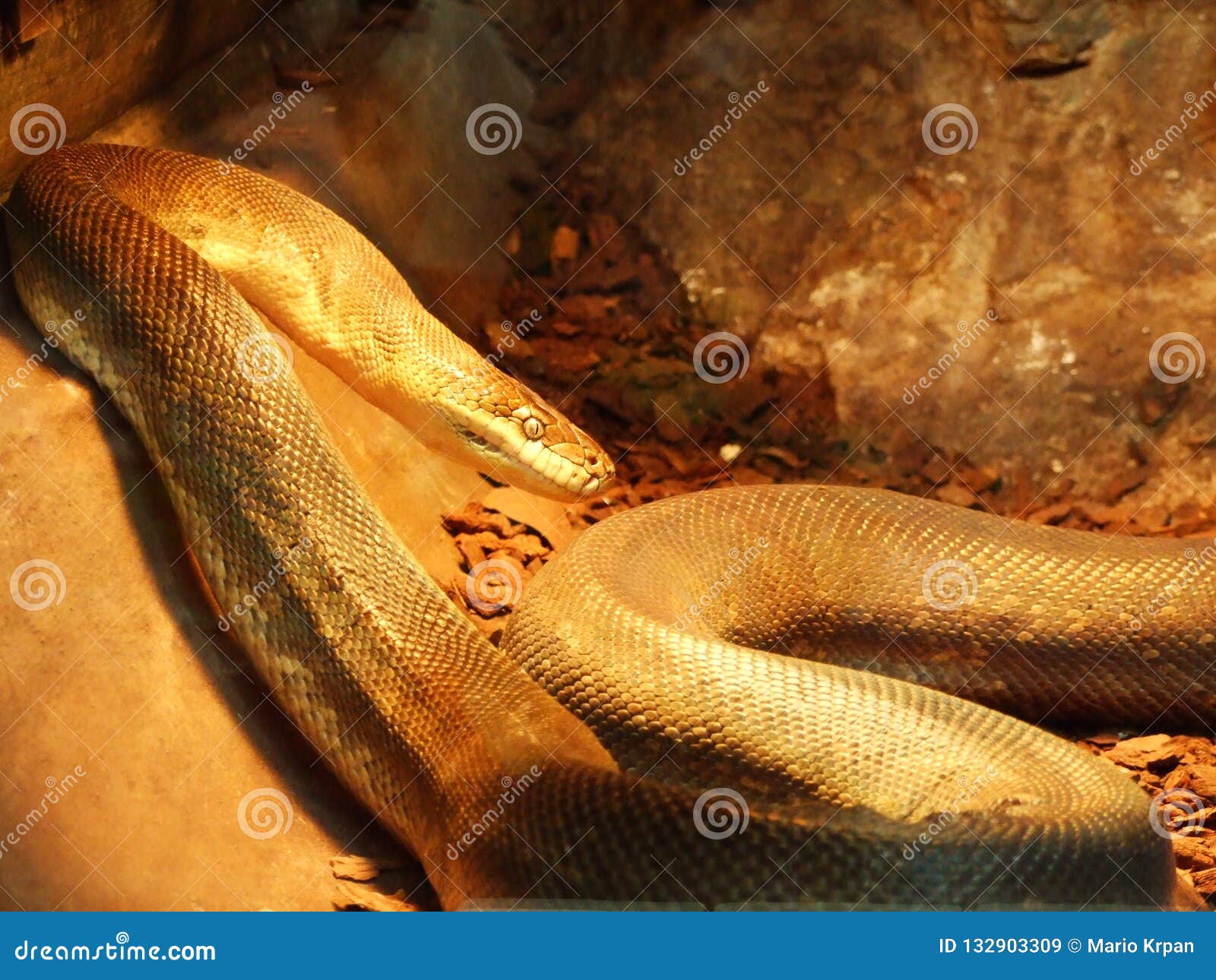 Snake at the zoo in Zagreb stock image. Image of bird - 132903309