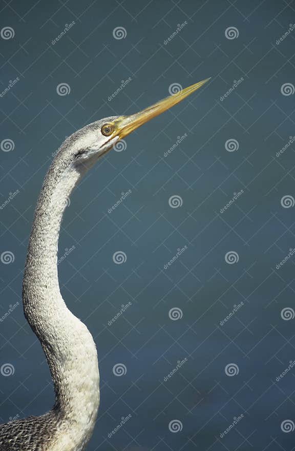 Snakebird stock image. Image of snake, snakebird, birds - 12953537