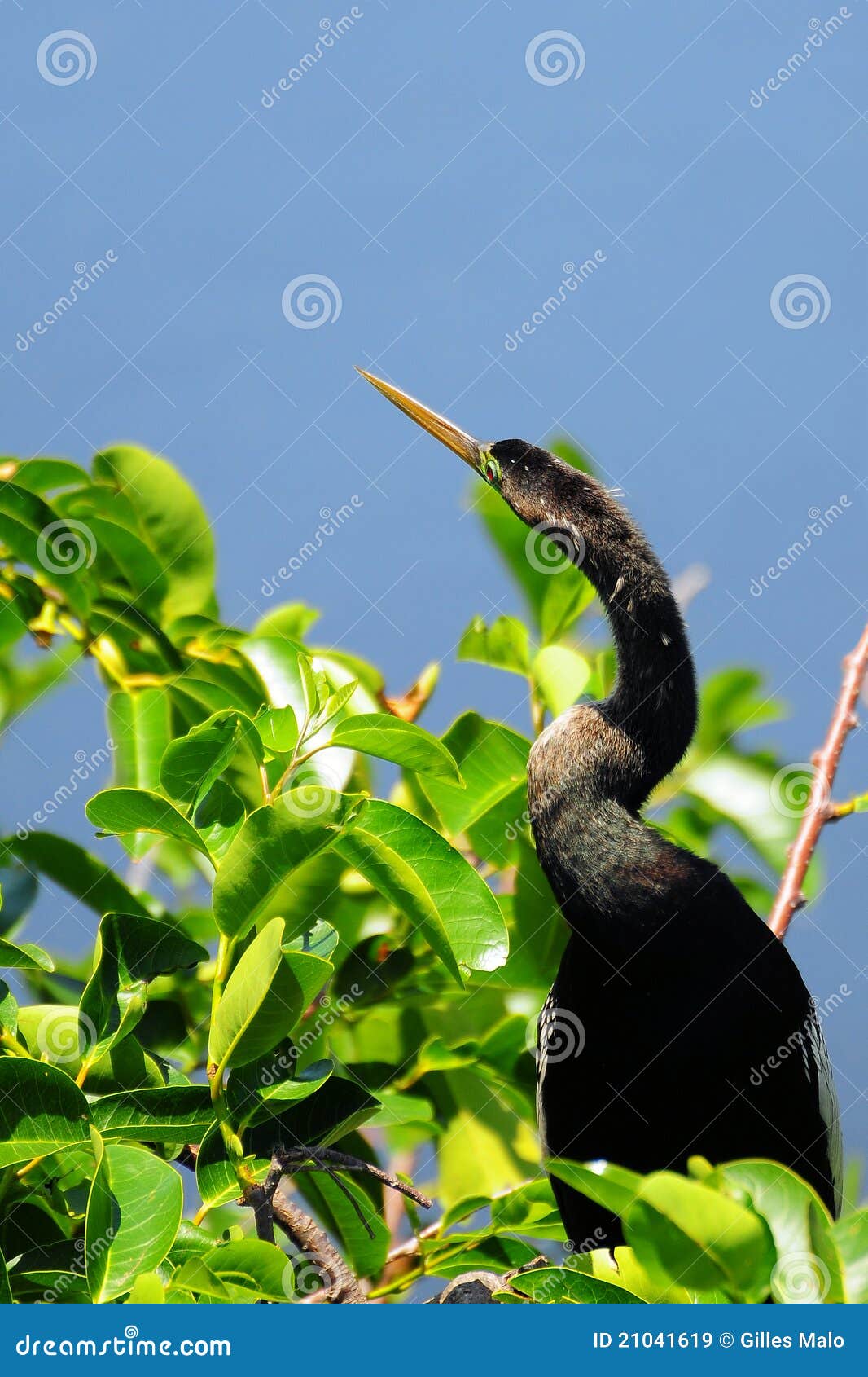 Snakebird stock image. Image of male, wildlife, creature - 21041619