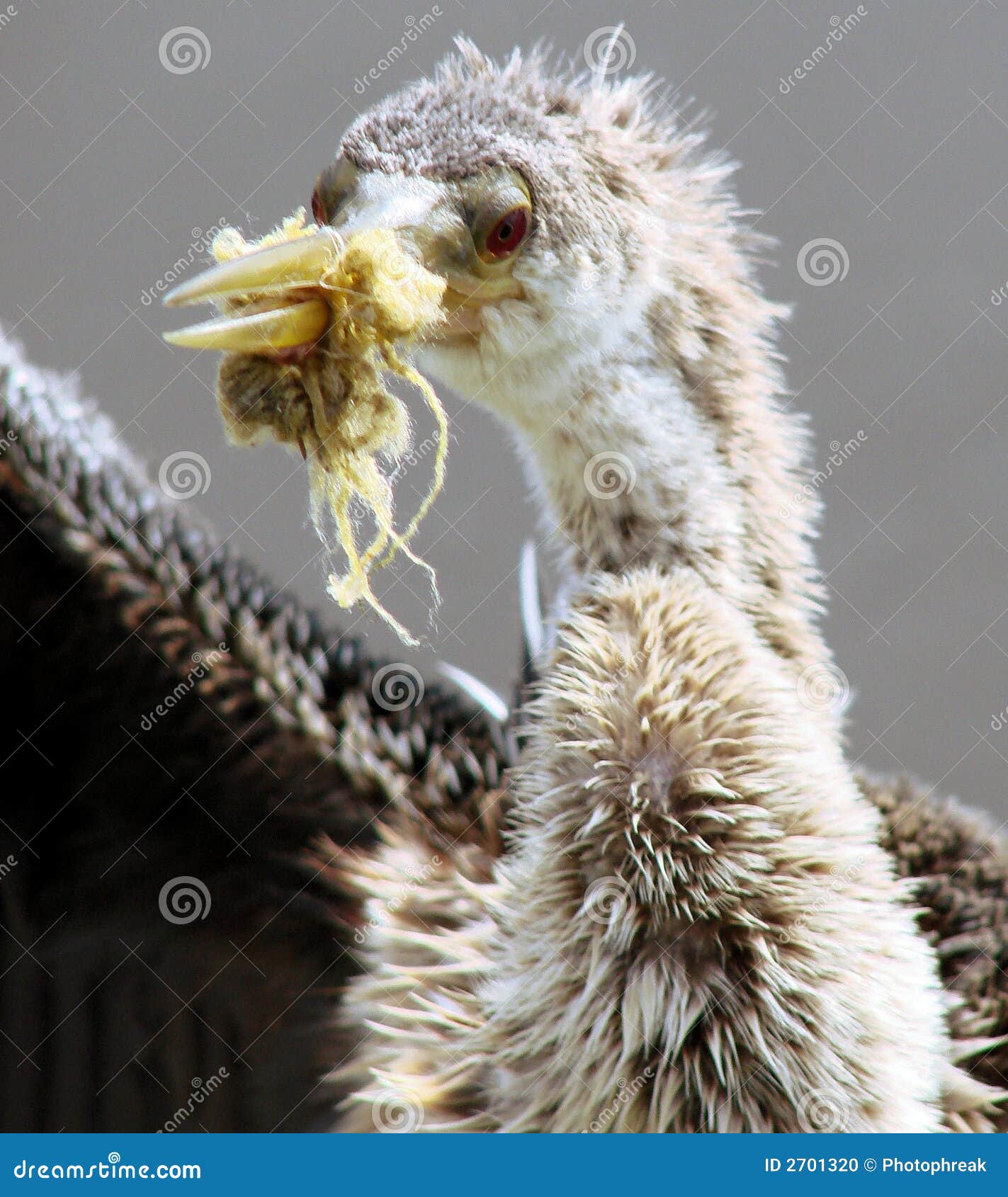 Snakebird stock photo. Image of entangled, wildlife, bird - 2701320