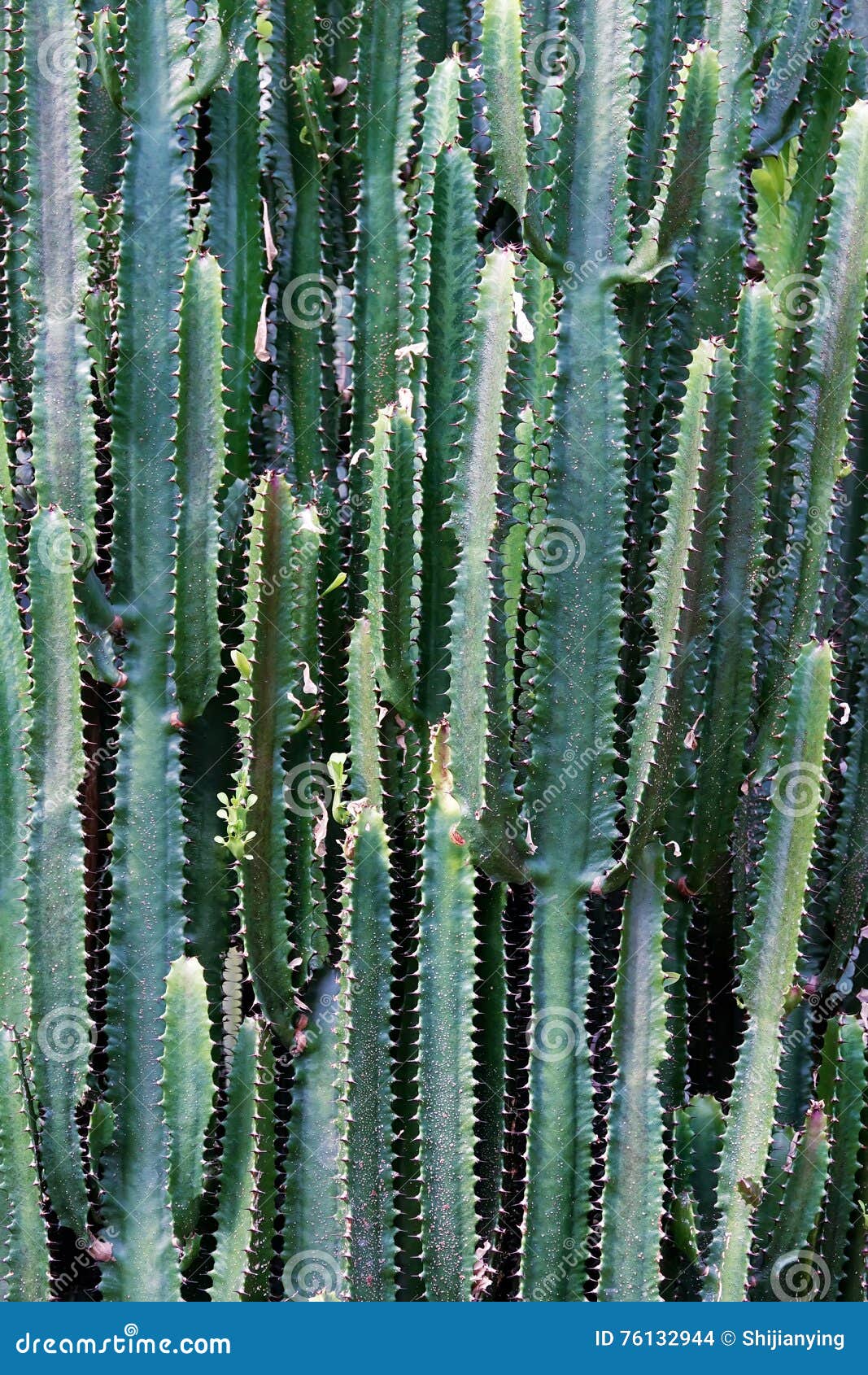 Snakecactus stock photo. Image of thorns, stem, enduring - 76132944