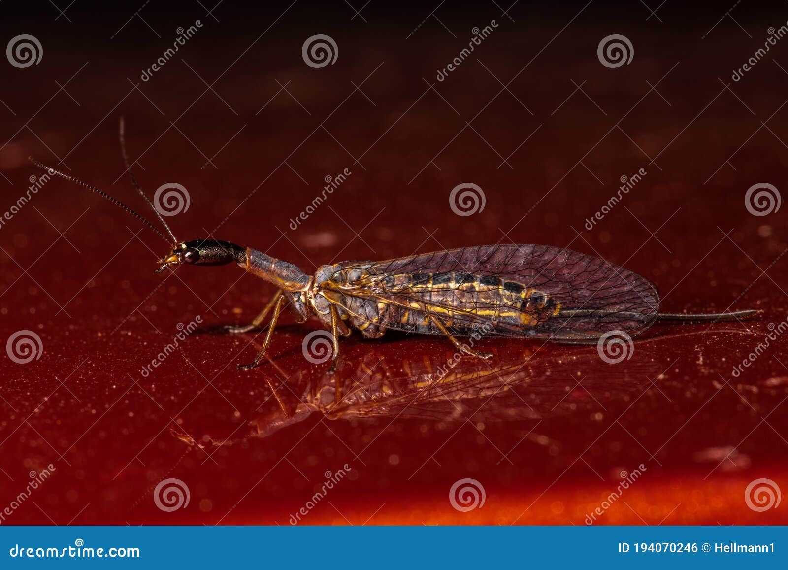 Snakefly stock photo. Image of isolated, raphidioptera - 194070246