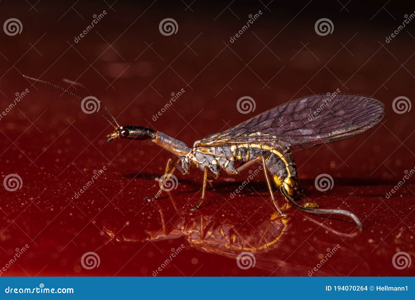 Agulla Assimilis Stock Photos - Free & Royalty-Free Stock Photos from ...