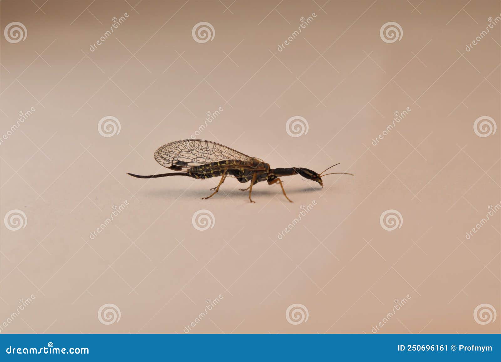 Snakefly Has a Long Neck Raphidiodea Insect Isolated on a White ...