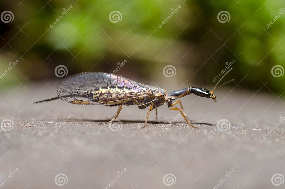 Snakefly Insect with the Order Raphidioptera Stock Image - Image of ...