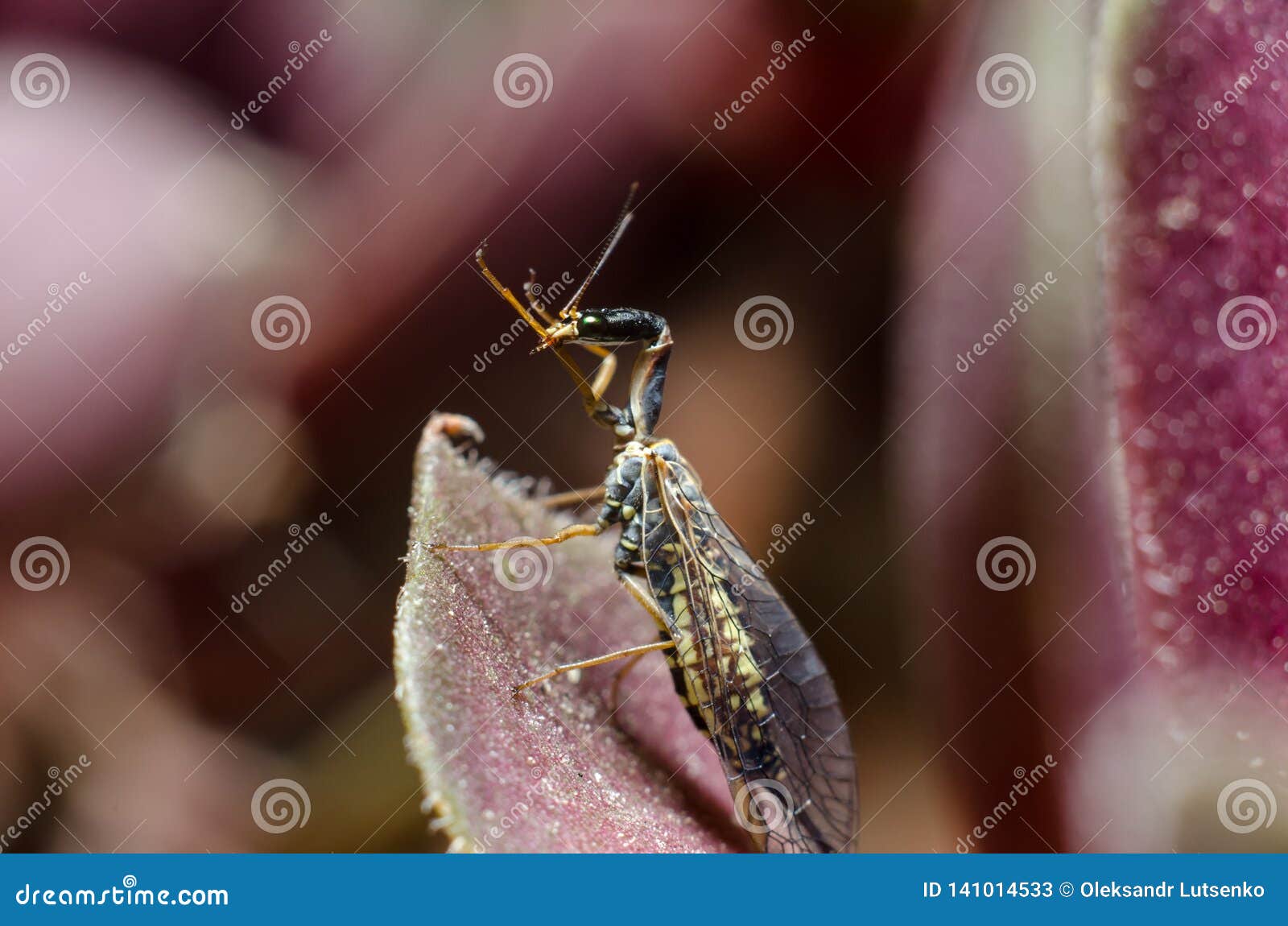 Snakefly Insect with the Order Raphidioptera Stock Image - Image of ...