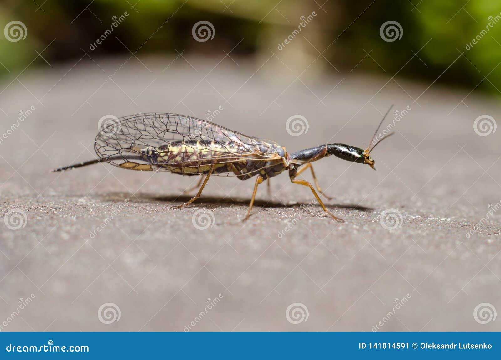 Snakefly Insect with the Order Raphidioptera Stock Image - Image of ...