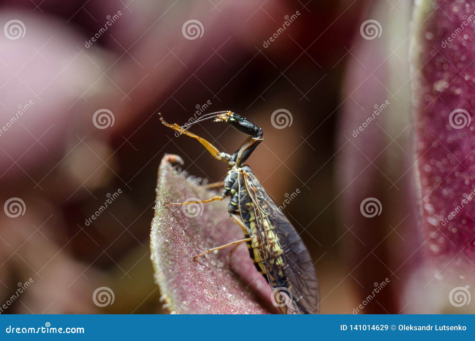 Snakefly Insect with the Order Raphidioptera Stock Image - Image of ...