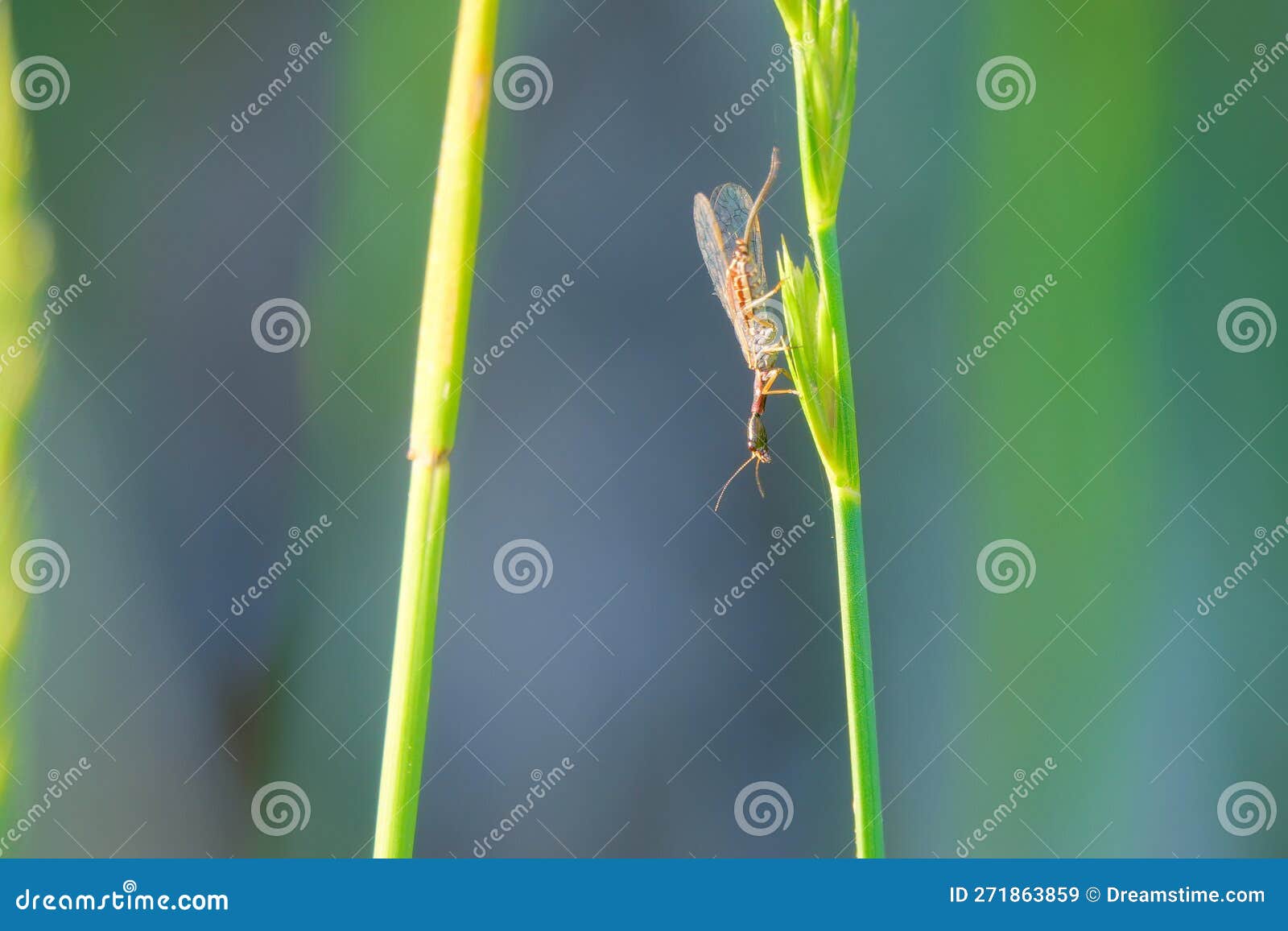 Snakefly stock image. Image of life, animals, inocellidae - 271863859