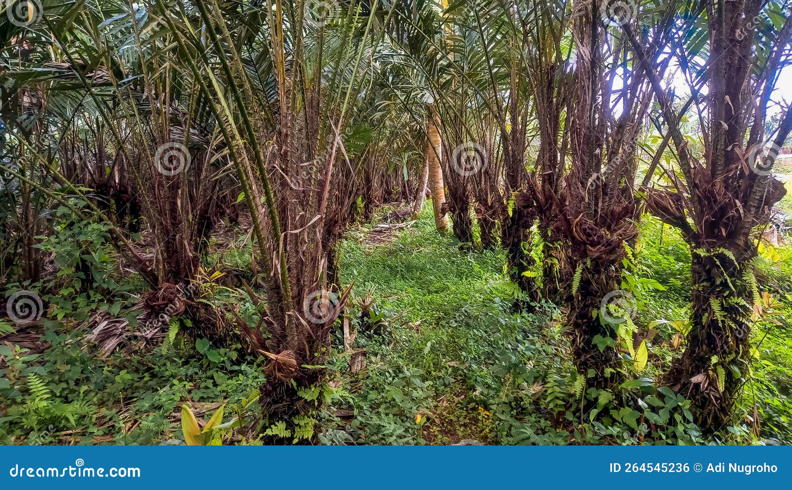 Snakefruit Gardens are One of the Main Community Farms on the Island of ...