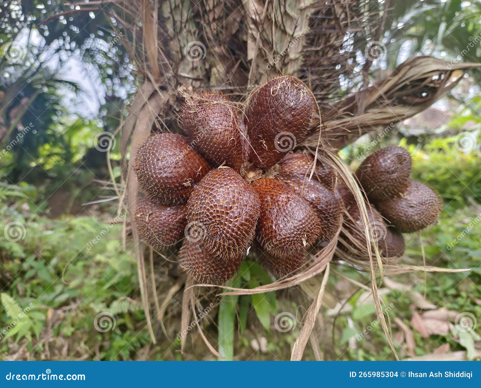 Snakefruit on Its Tree stock photo. Image of nature - 265985304
