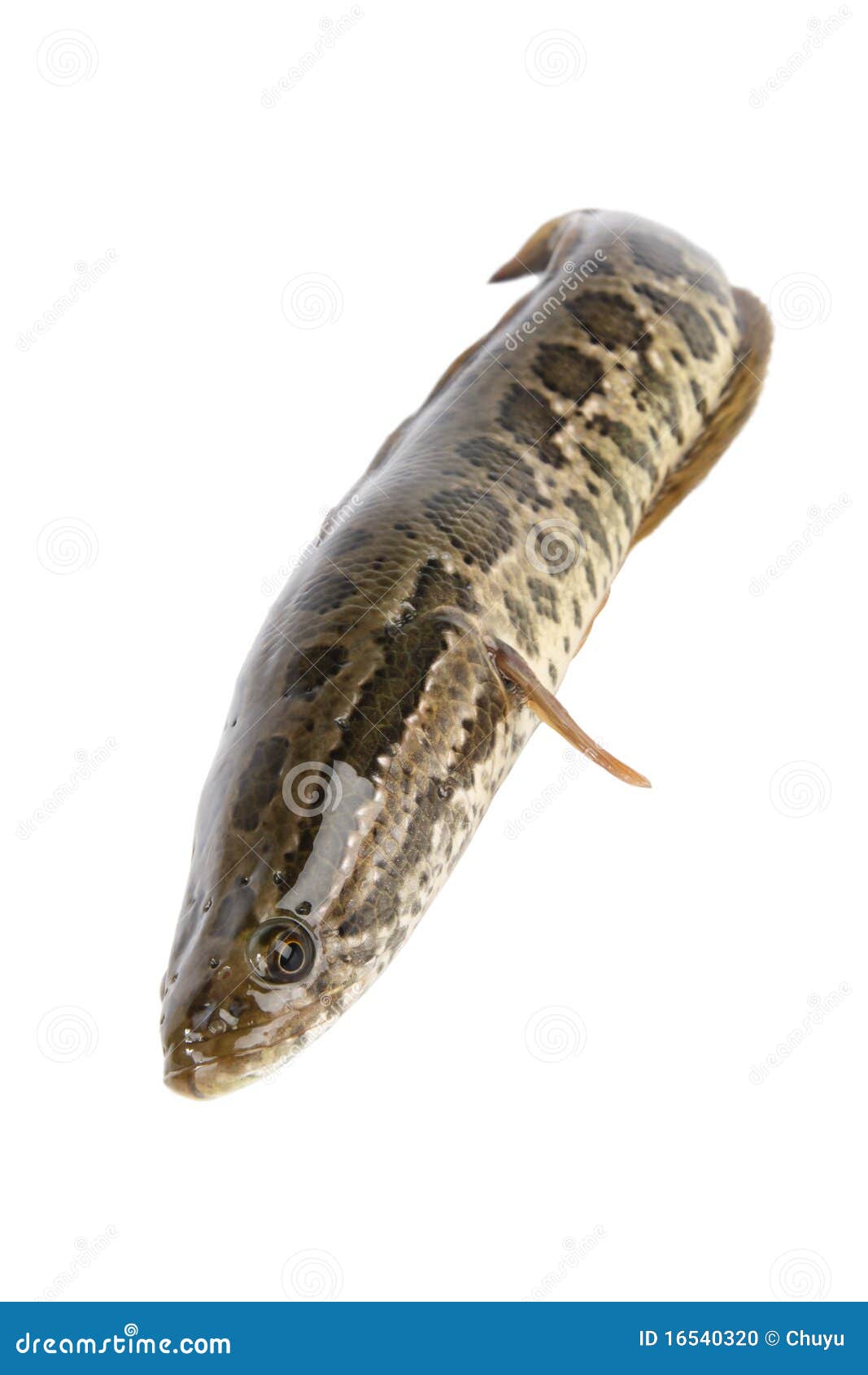 Snakehead stock photo. Image of meat, black, delicious - 16540320