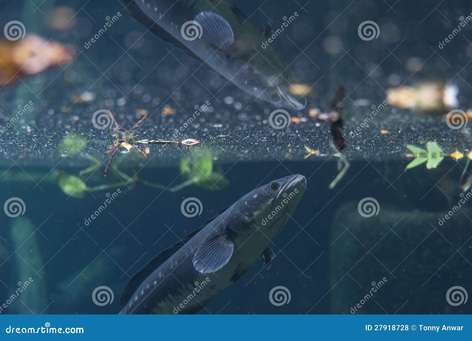 Snakehead stock photo. Image of exotic, animal, fish - 27918728