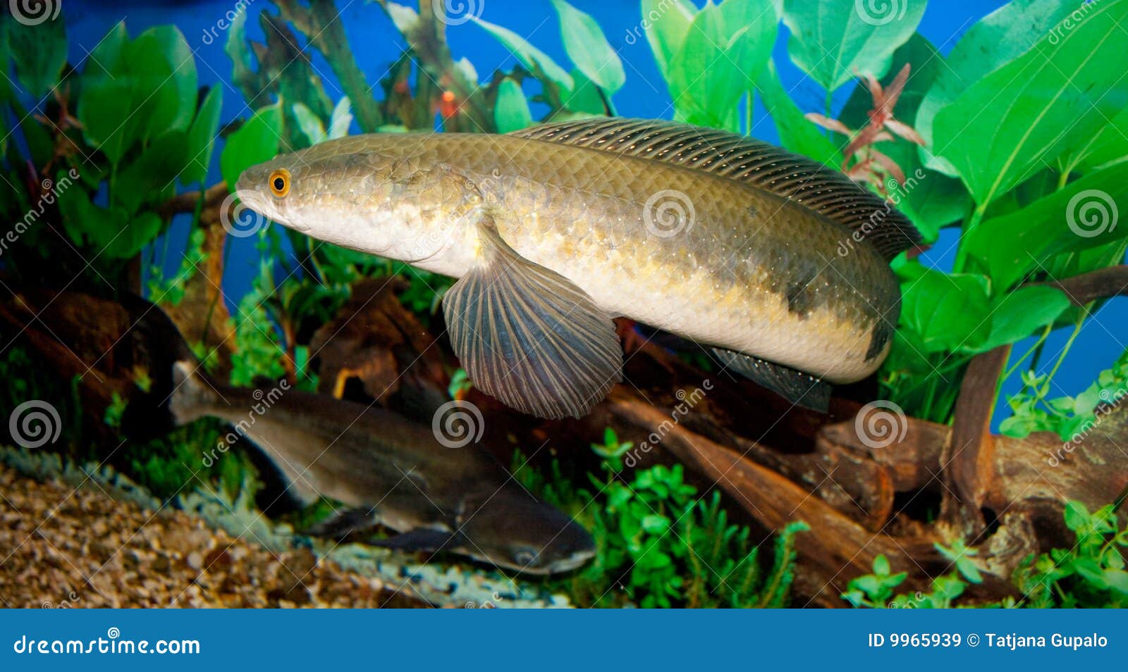 Snakehead imagen de archivo. Imagen de vida, habitat, belleza - 9965939