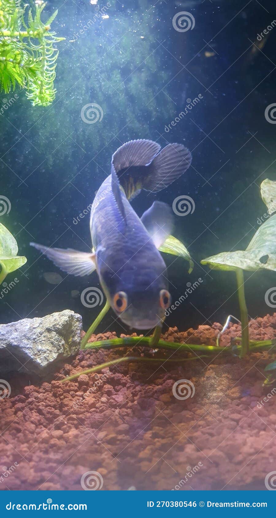 Channa Maruliodes Snakehead Fish Of Danau Sentarum Royalty-Free Stock ...