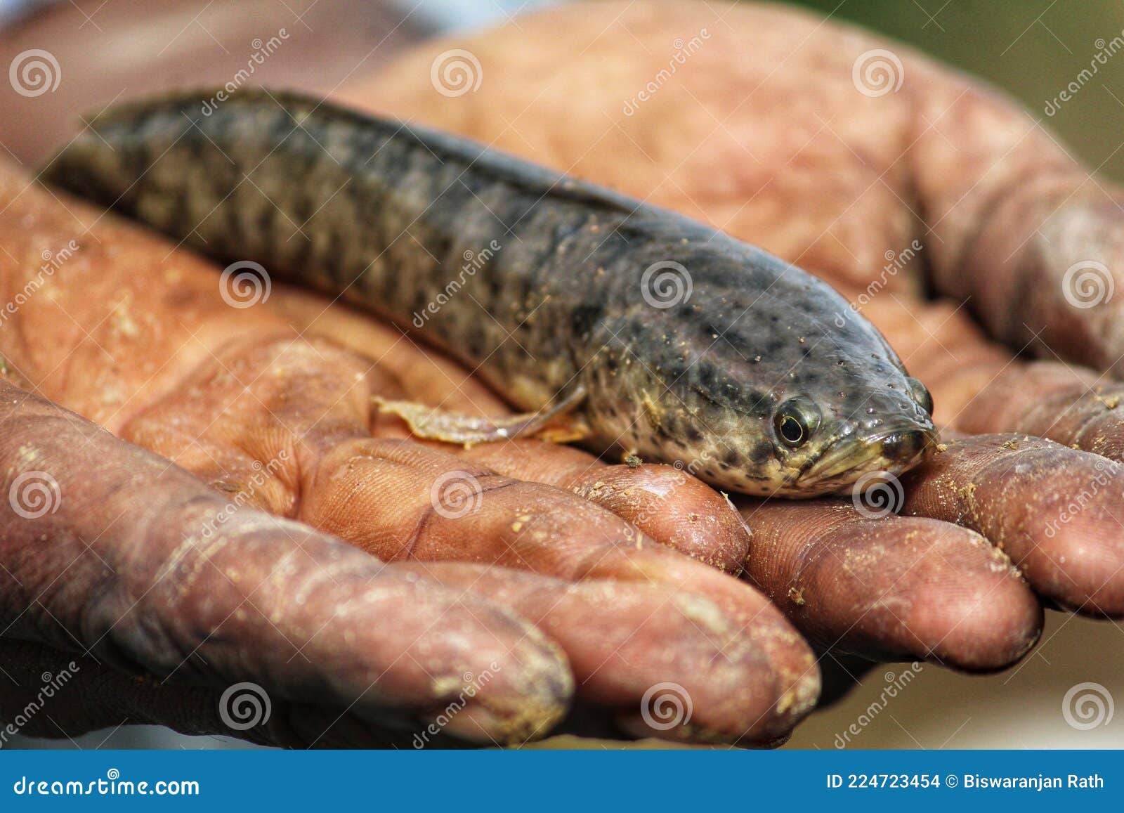 Snakehead Channa Murrel Fish in a Dirty Hand of Farmer Stock Photo ...