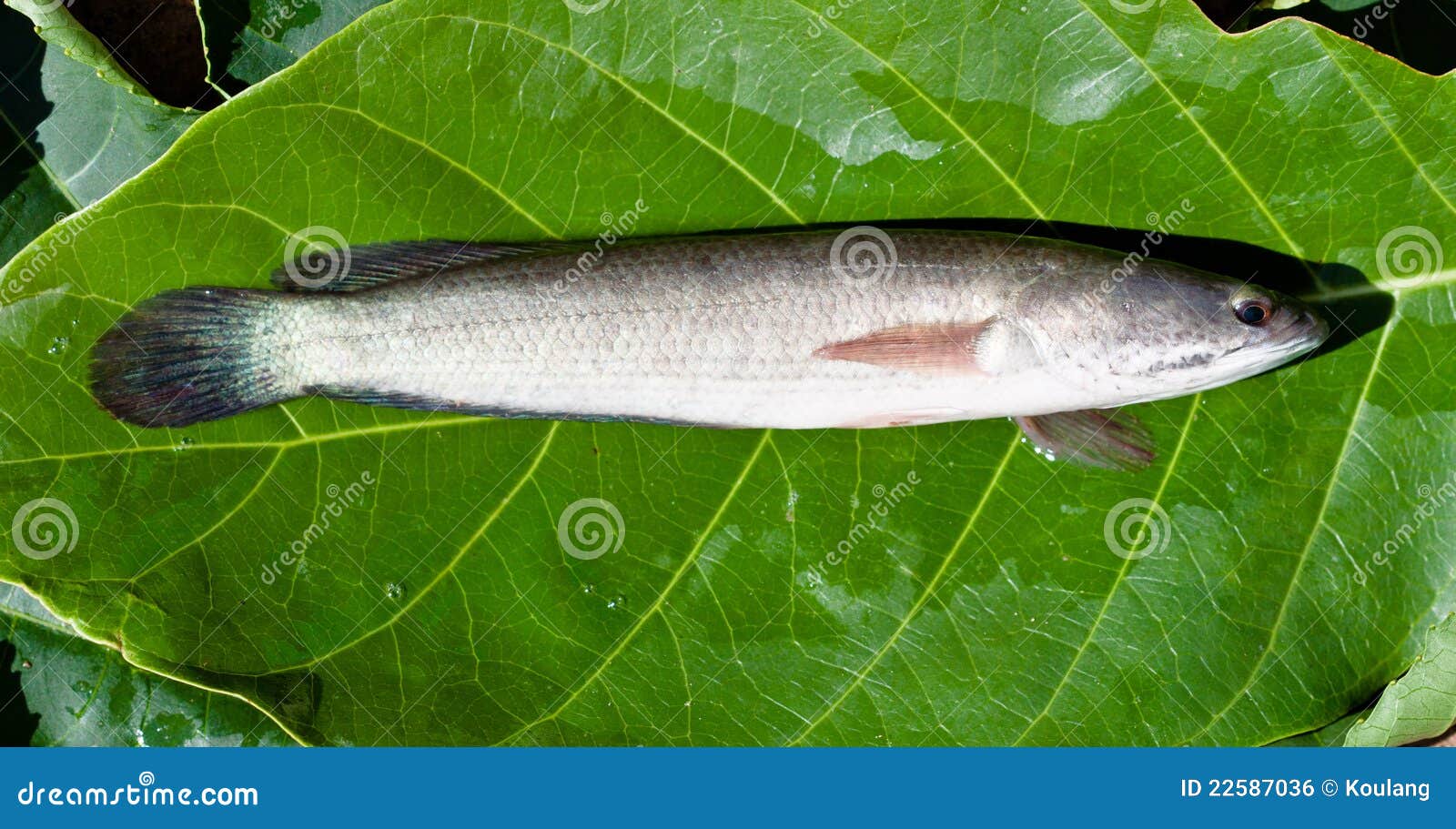 Snakehead fish stock photo. Image of closeup, fresh, food - 22587036