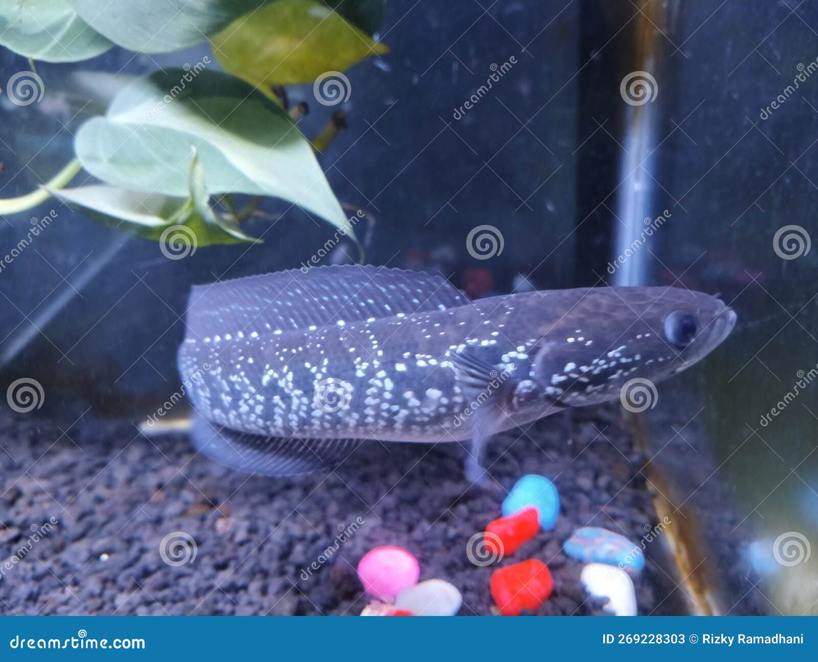 Snakehead Fish in the Aquarium Stock Image - Image of water, plant ...