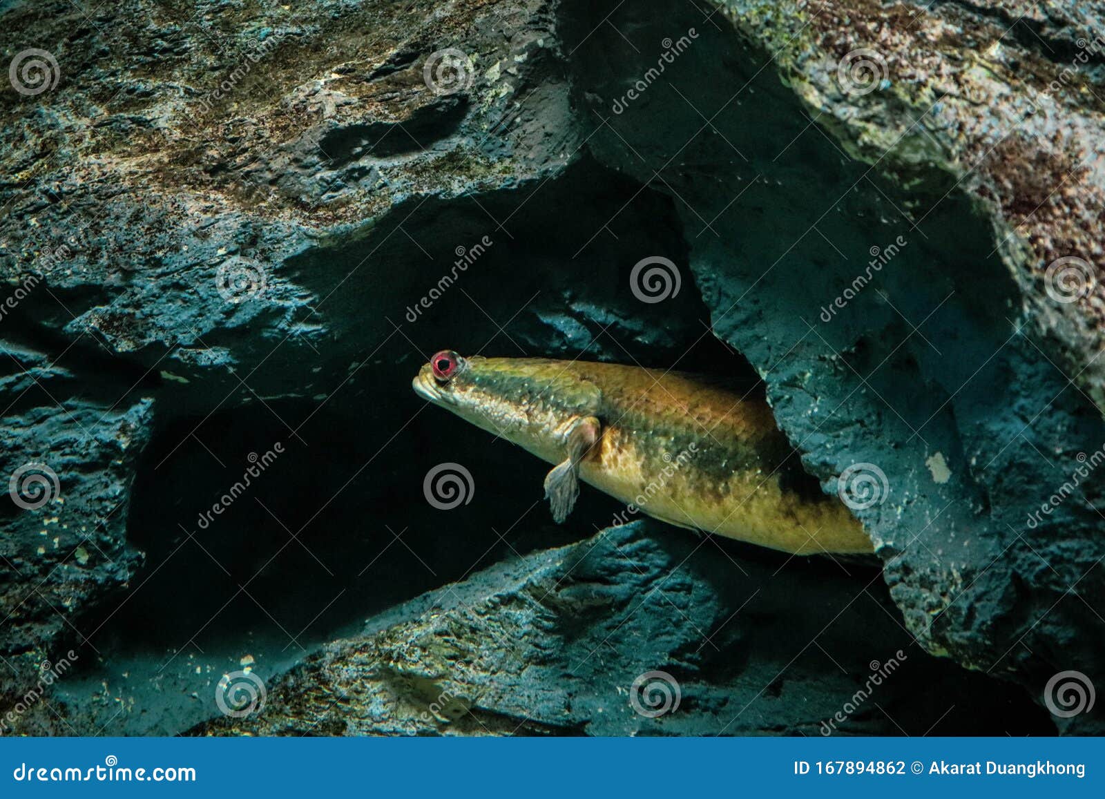 Snakehead fish in aquarium stock photo. Image of marulioides - 167894862