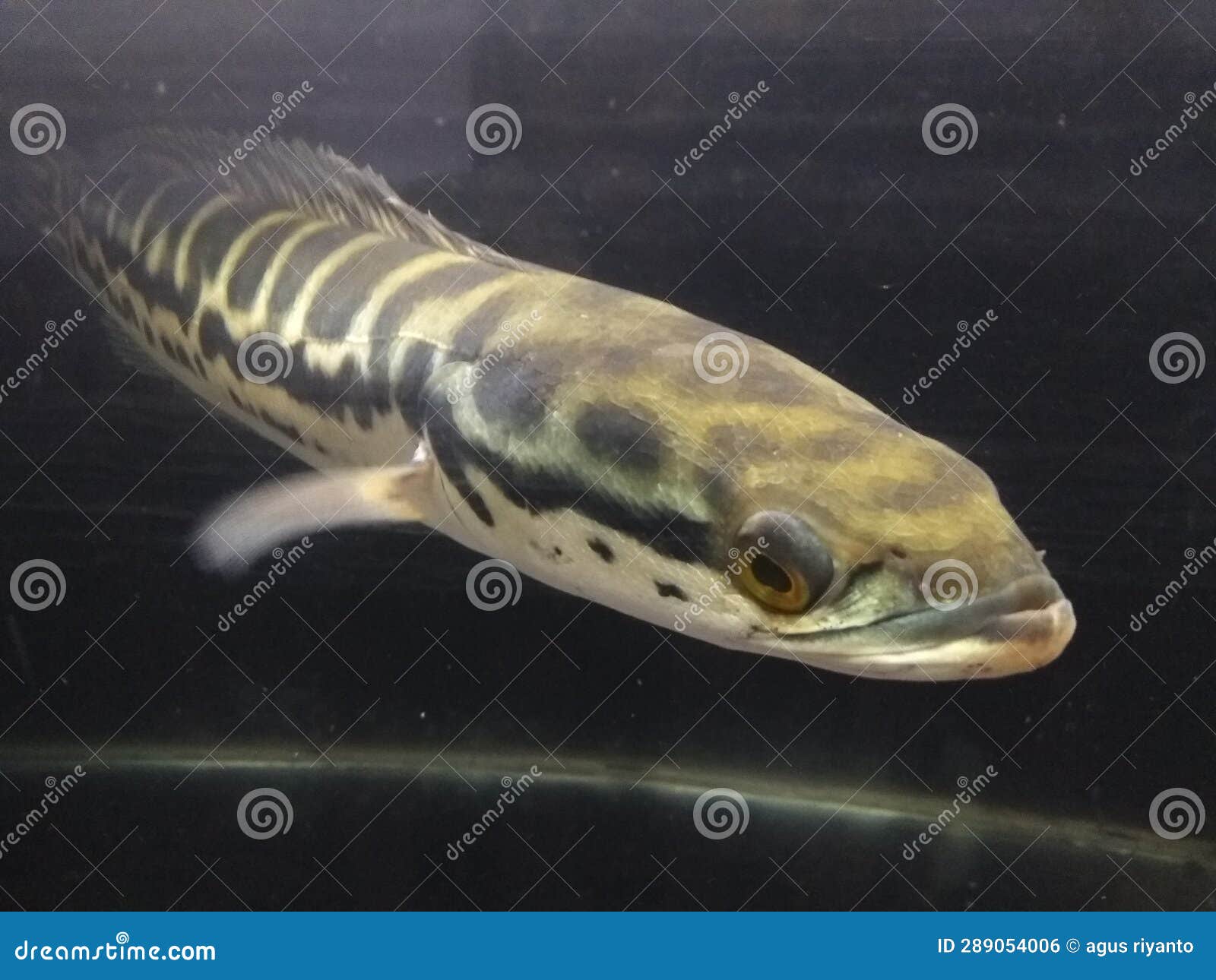 Snakehead Fish with Black Background Stock Photo - Image of background ...