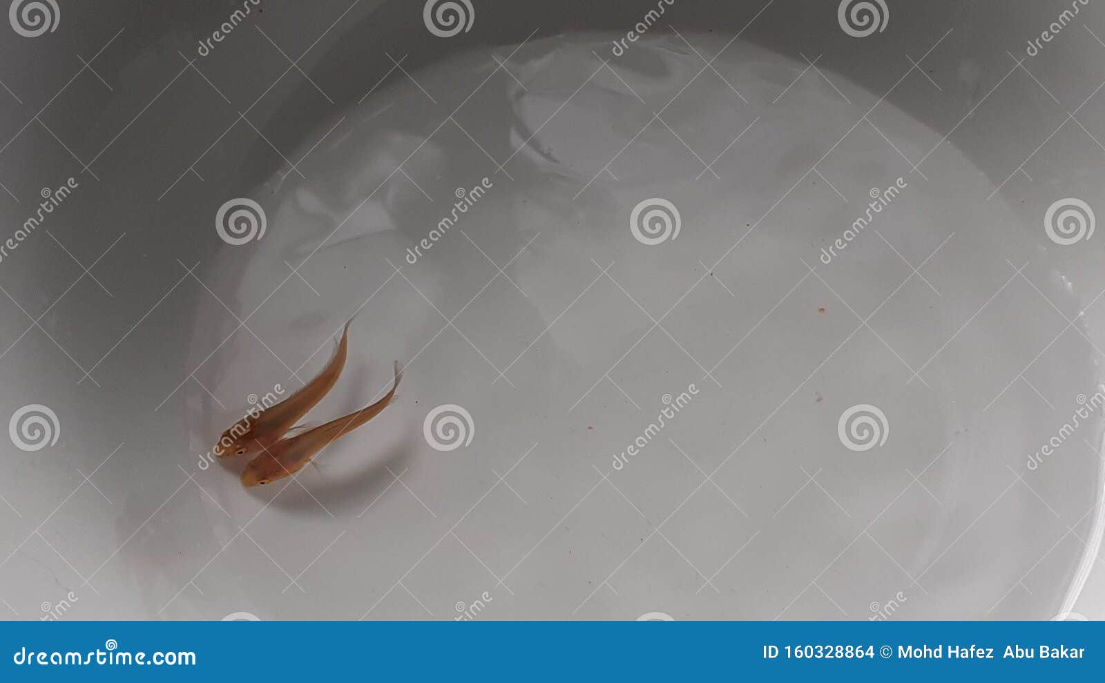 Snakehead fish babies stock photo. Image of fish, offspring - 160328864