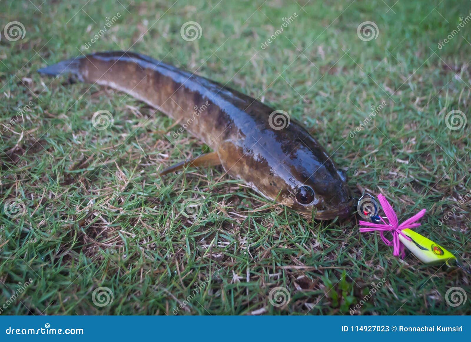 Snakehead Fish Caught by a Fisher on the Grass Stock Image - Image of ...