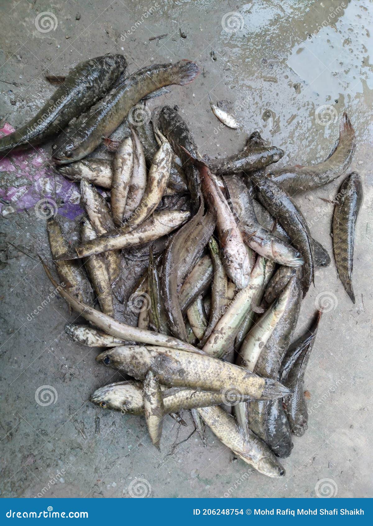 Snakehead Fish on Cement Background in India Stock Photo - Image of ...