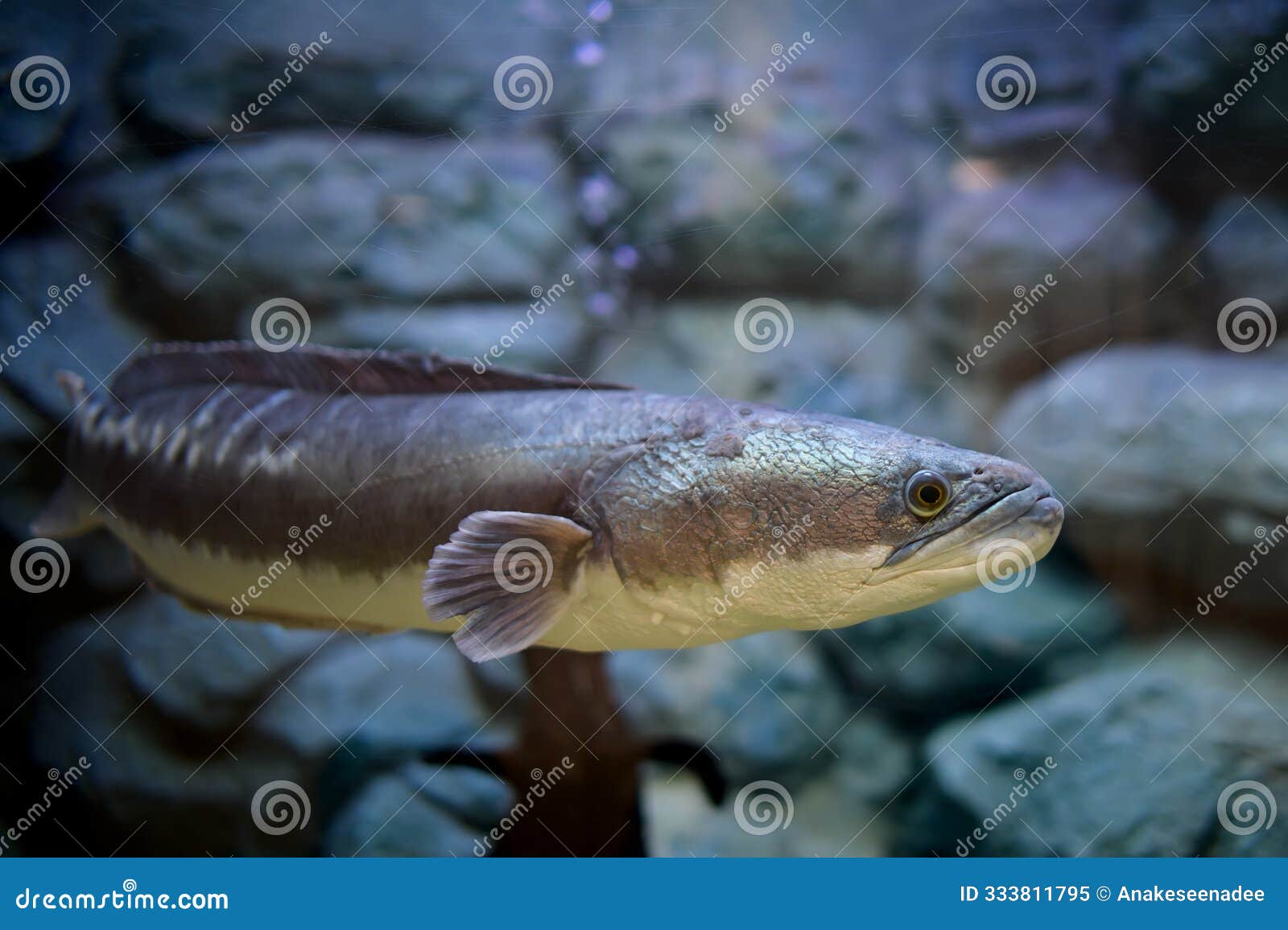 Snakehead Fish Stock Photo | CartoonDealer.com #160918632