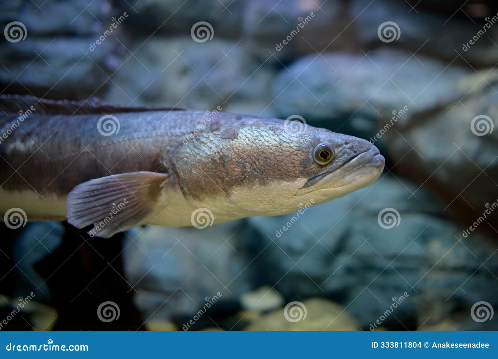 Snakehead Fish Open Mouth Isolated On White Background And Clipping ...