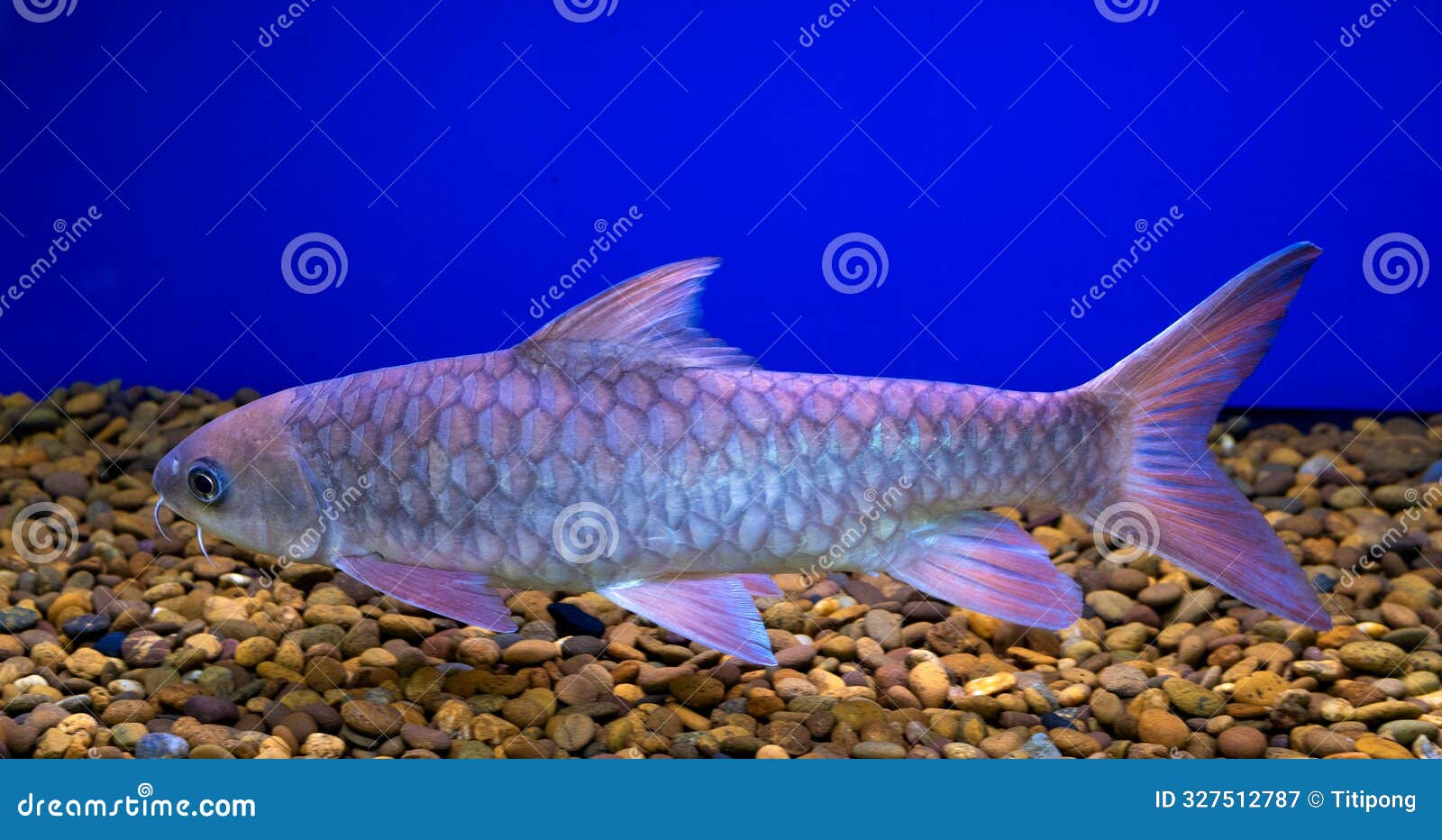 Snakehead Fish"Hampala Barb, Jungle Perch"Thailand Stock Image - Image ...