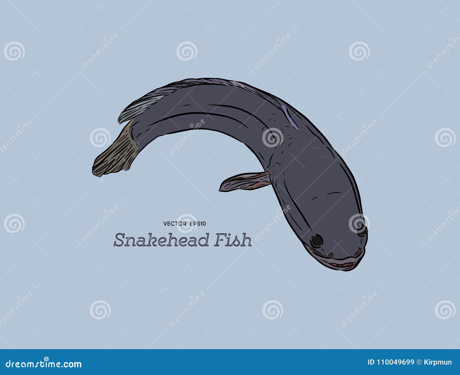 Snakeheads Stock Illustrations – 3 Snakeheads Stock Illustrations ...