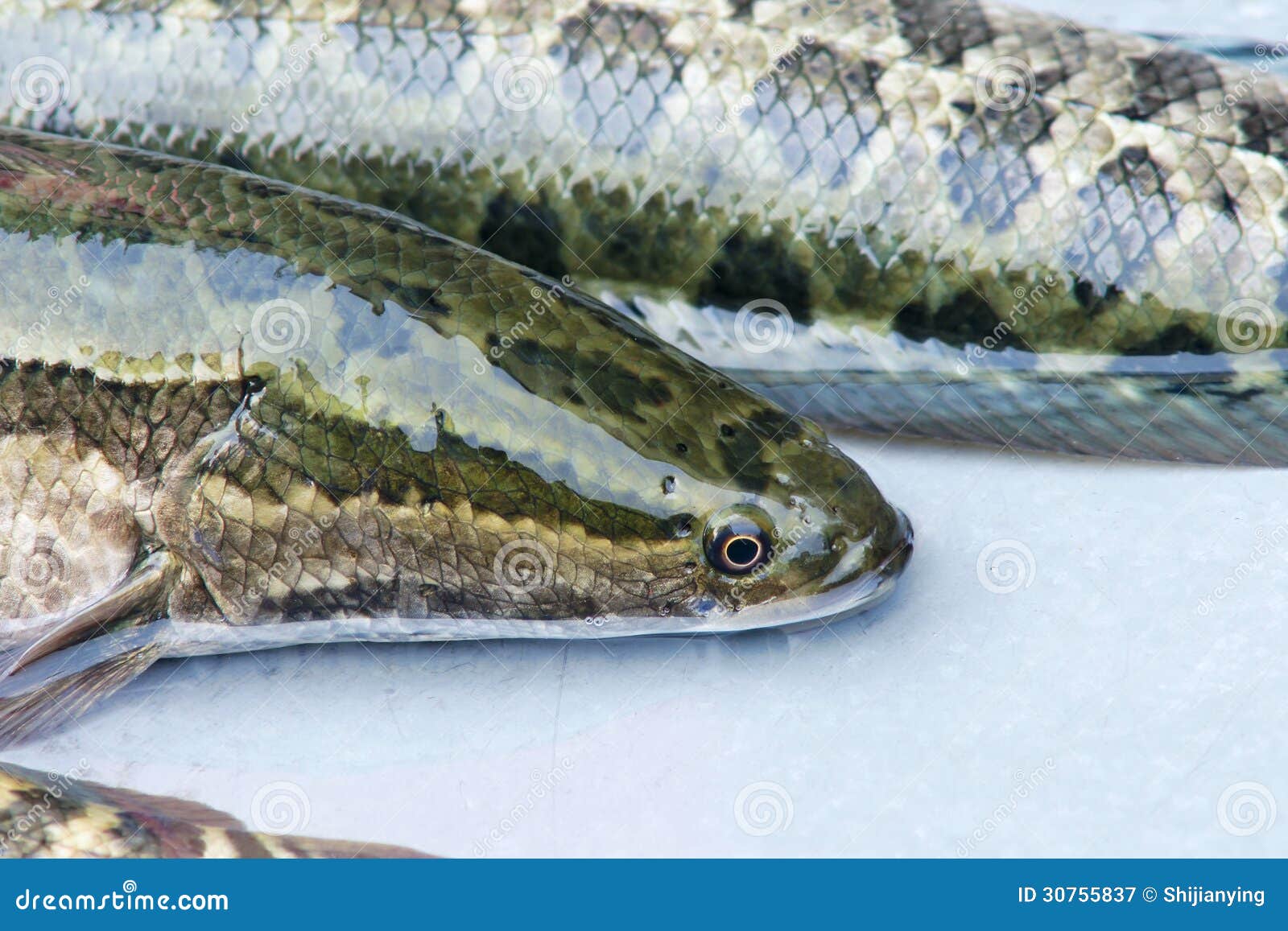 Snakehead fish stock image. Image of aquatic, animal - 30755837
