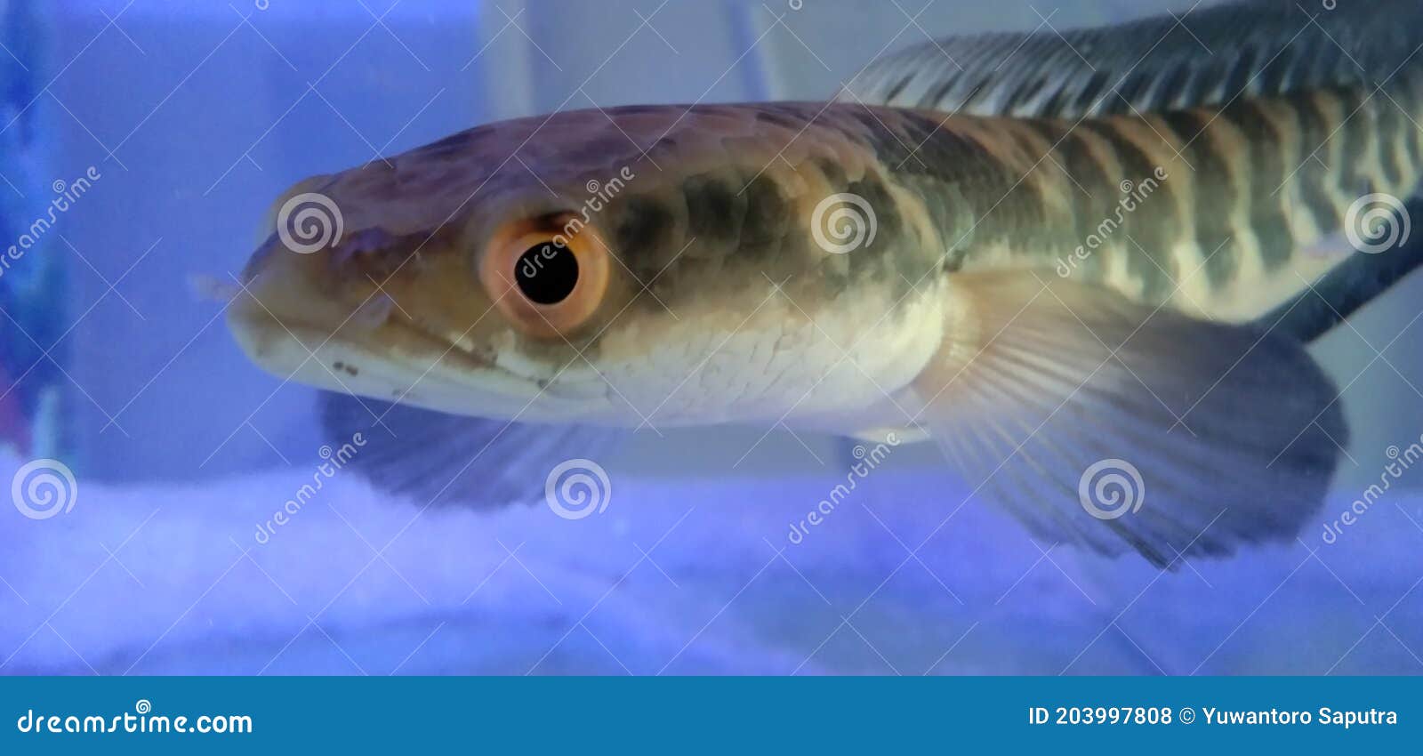 Snakehead Fish Head from Indonesian Waters Stock Photo - Image of head ...