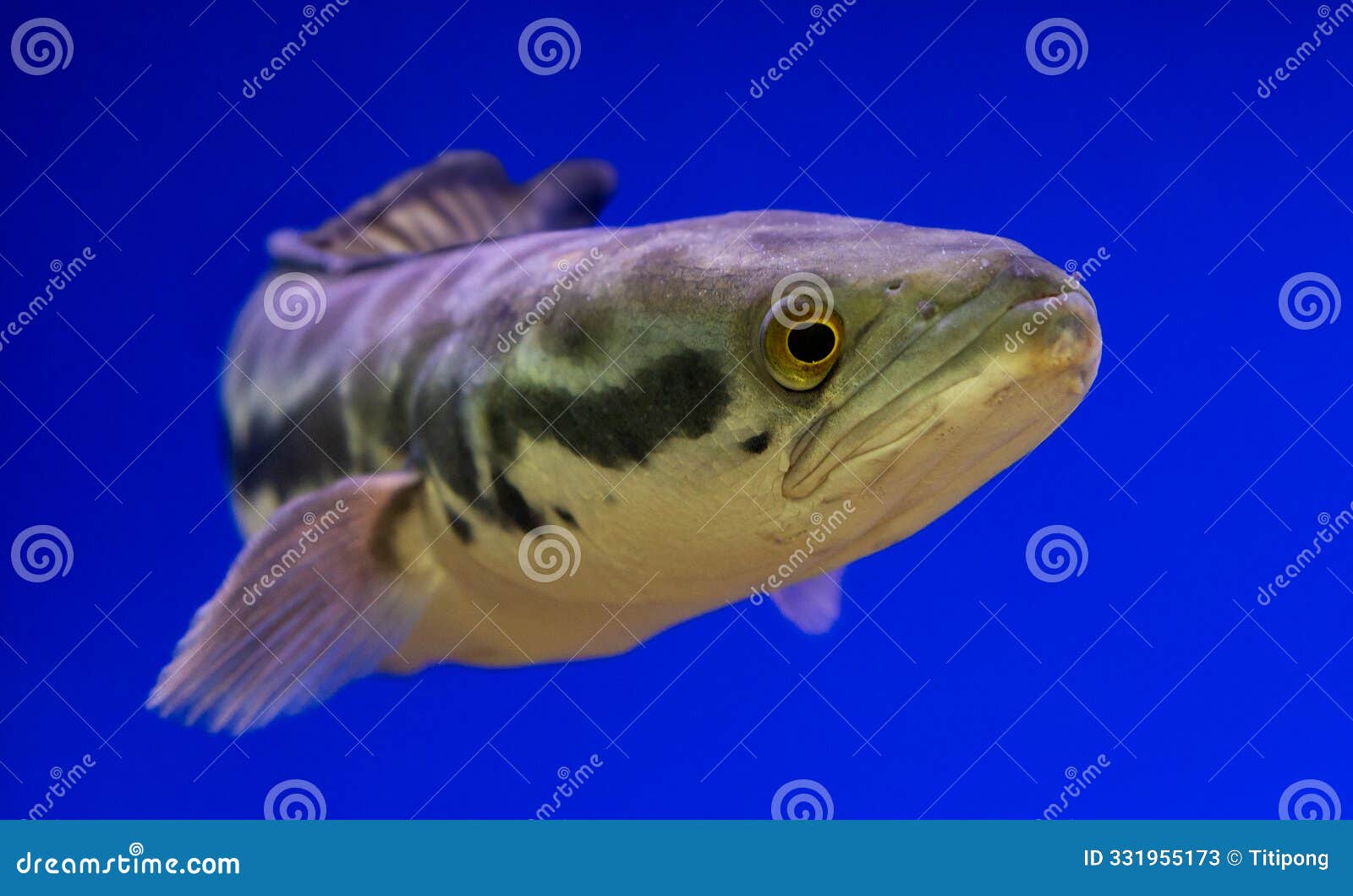 Snakehead Fish are Large Freshwater Fish Used in Aquariums Stock Image ...