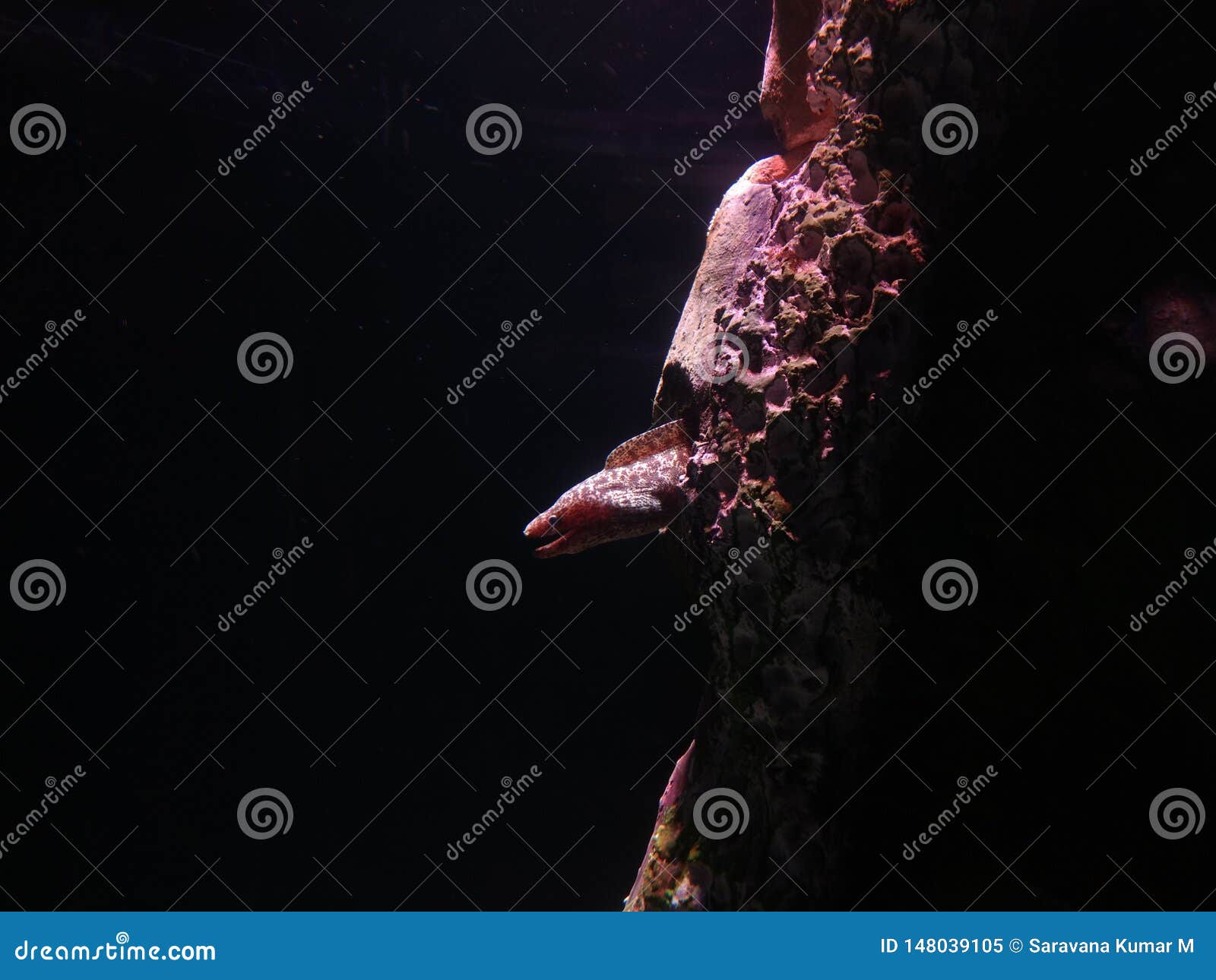 Snakehead Fish - Marine Life Stock Image - Image of ocean, life: 148039105