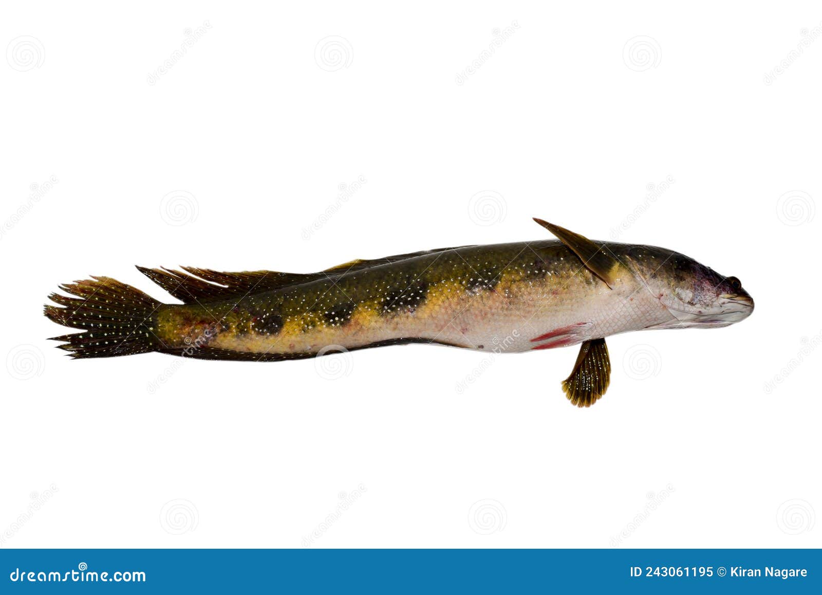 Snakehead fish stock image. Image of cooking, giant - 243061195