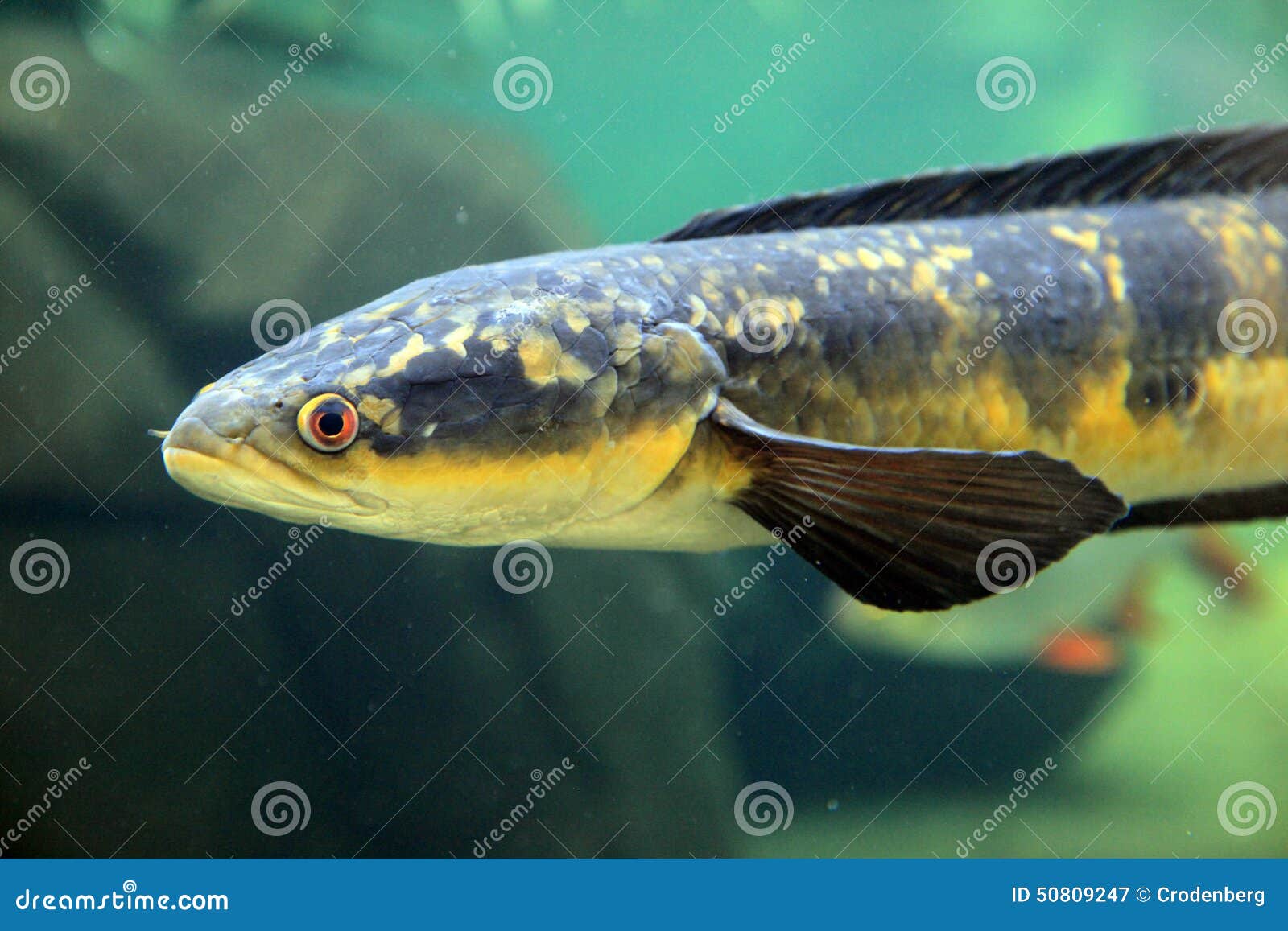 Snakehead Fish Royalty-Free Stock Photography | CartoonDealer.com #50809247