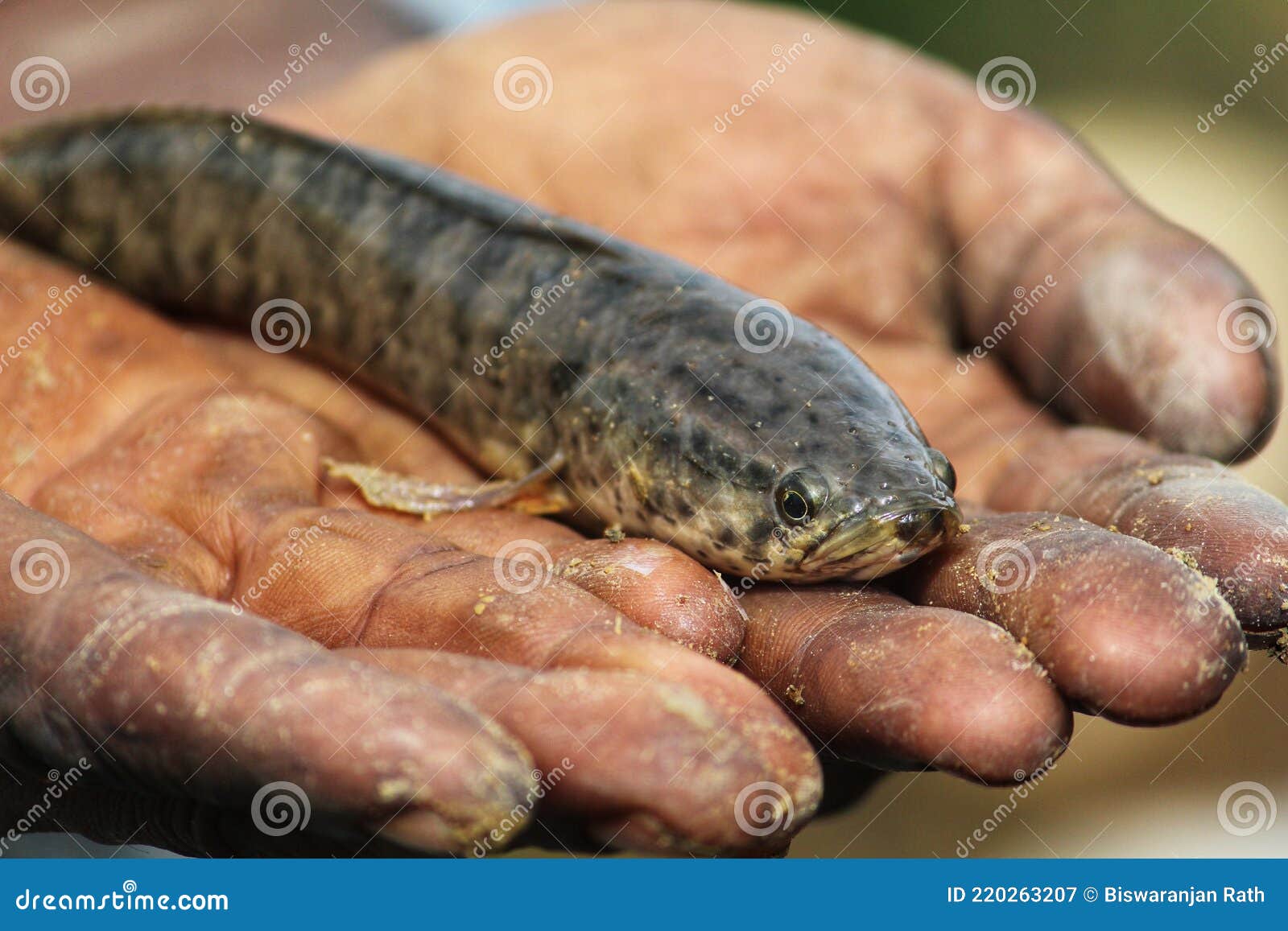 Snakehead Murrel Fish in Hand Channa Fish in Hand of Farmer & X28;1 ...