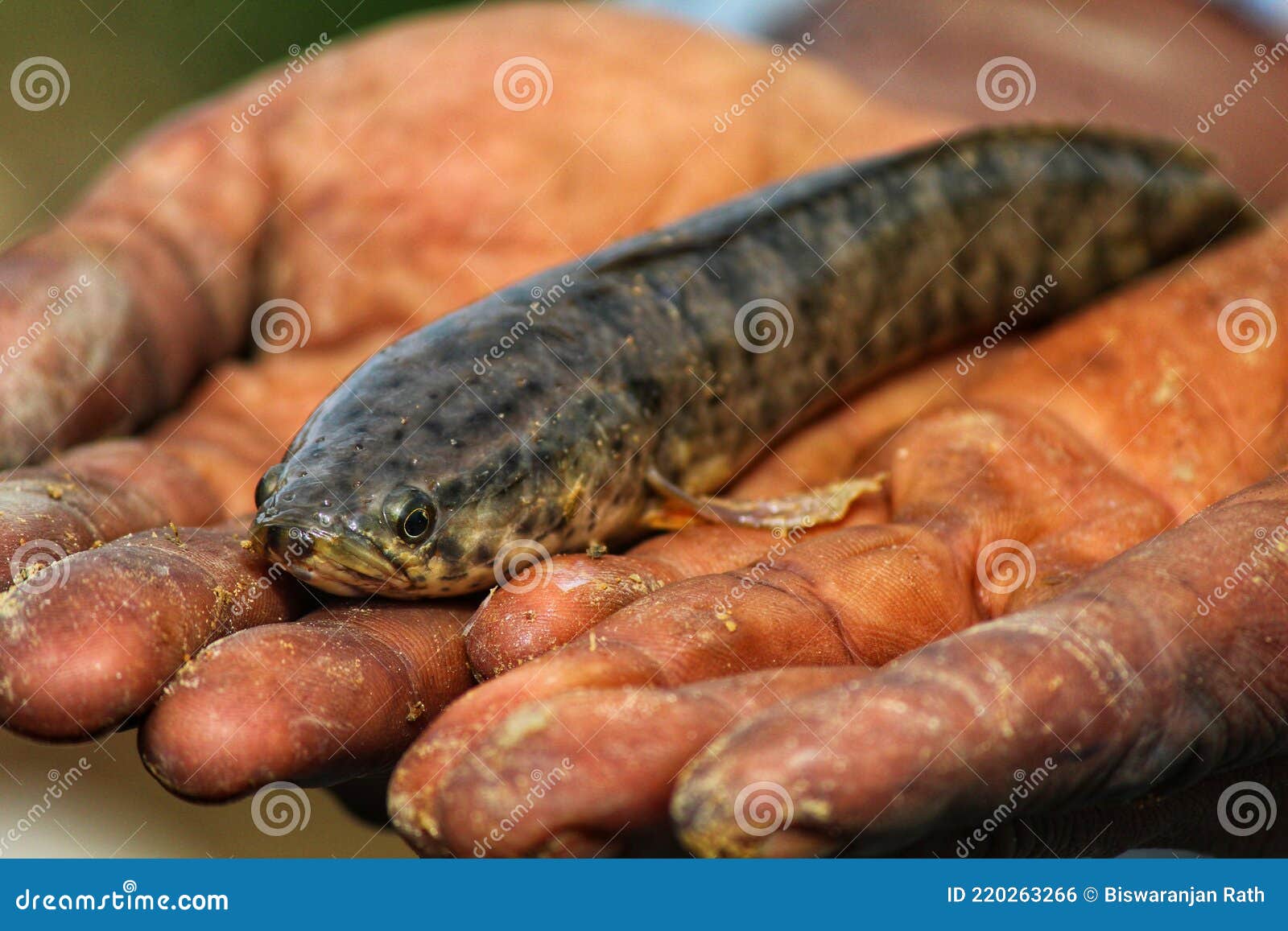 Snakehead Murrel Fish in Hand Channa Fish in Hand of Farmer (1 Stock ...