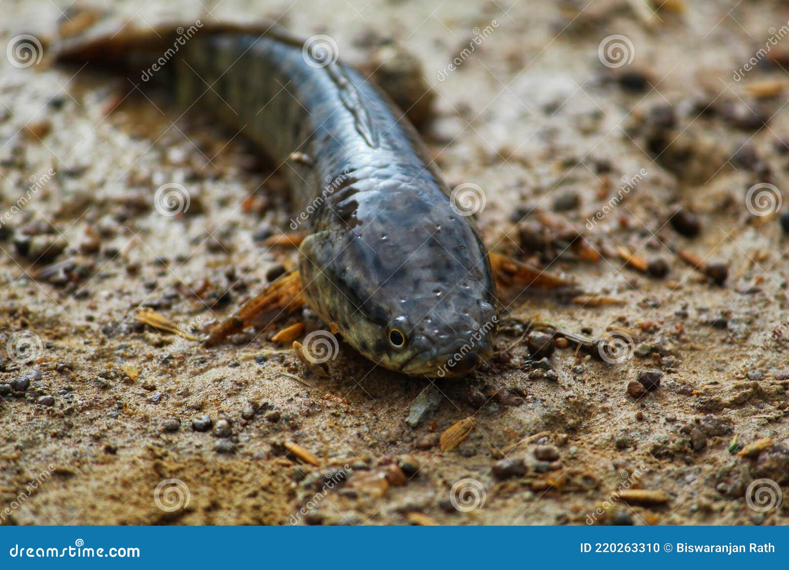 Snakehead Murrel Fish in Hand Channa Fish in Hand of Farmer (1 Stock ...