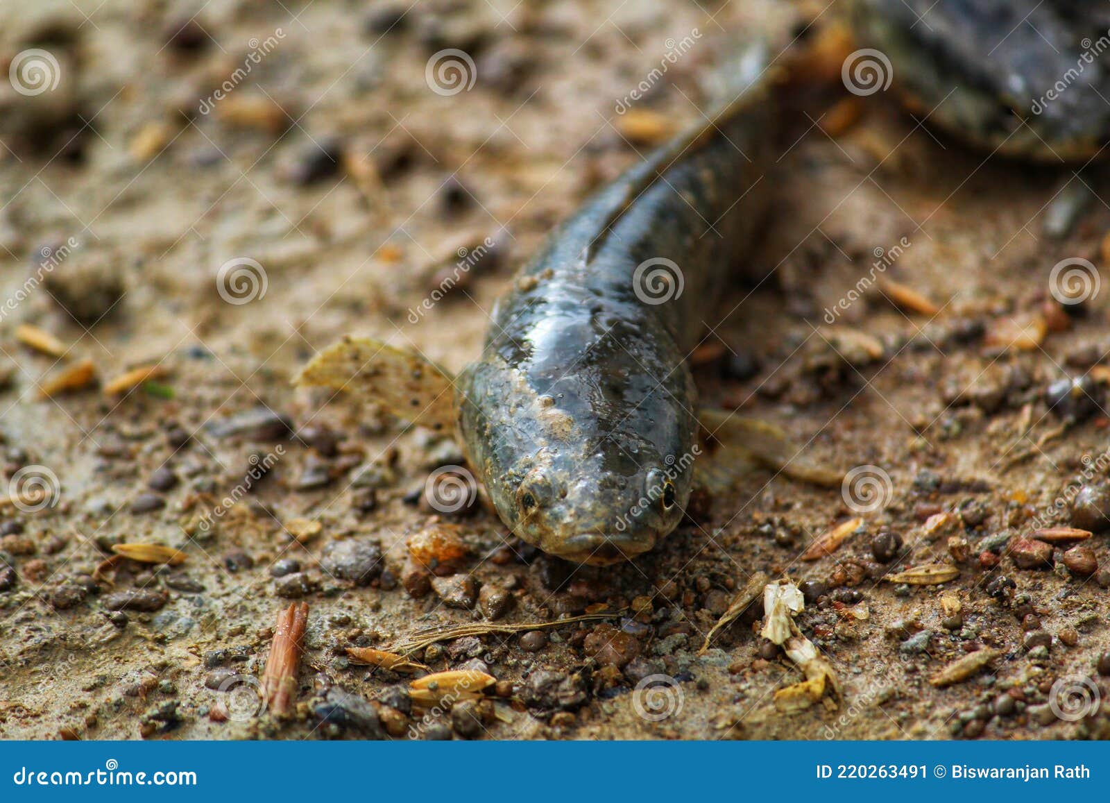 Snakehead Murrel Fish in Hand Channa Fish in Hand of Farmer (1 Stock ...