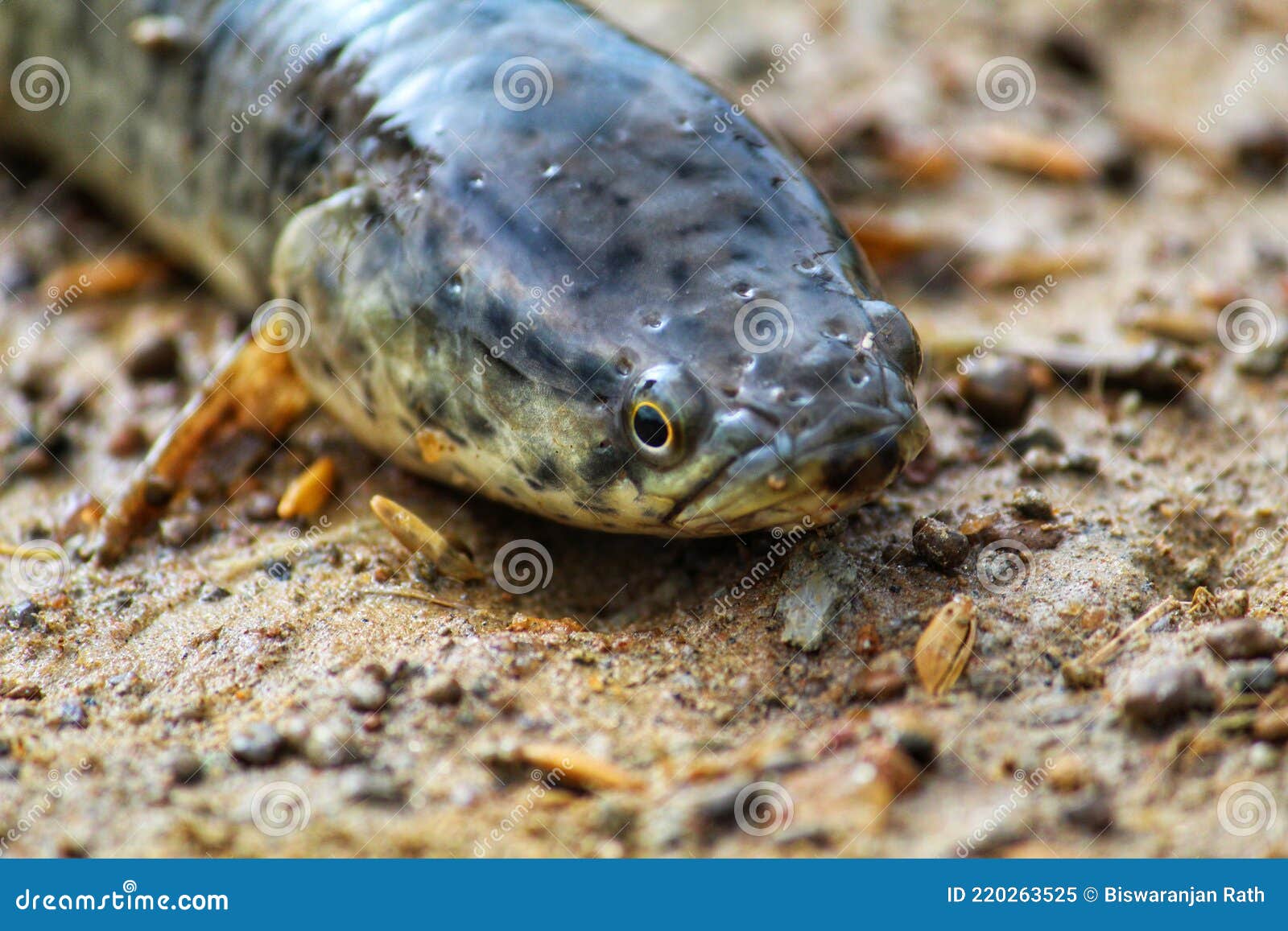 Snakehead Murrel Fish in Hand Channa Fish in Hand of Farmer (1 Stock ...