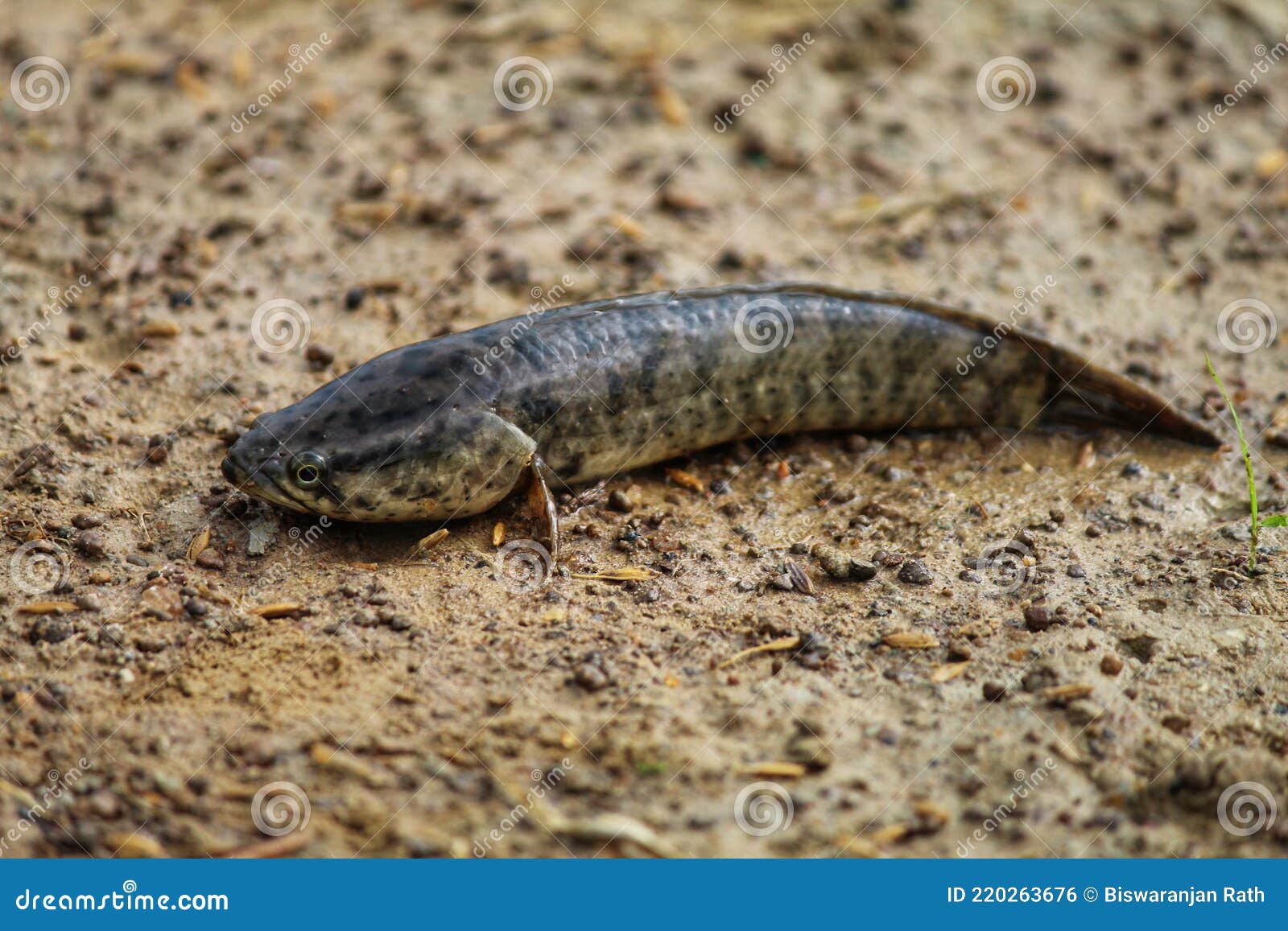 Snakehead Murrel Fish in Hand Channa Fish in Hand of Farmer (1 Stock ...