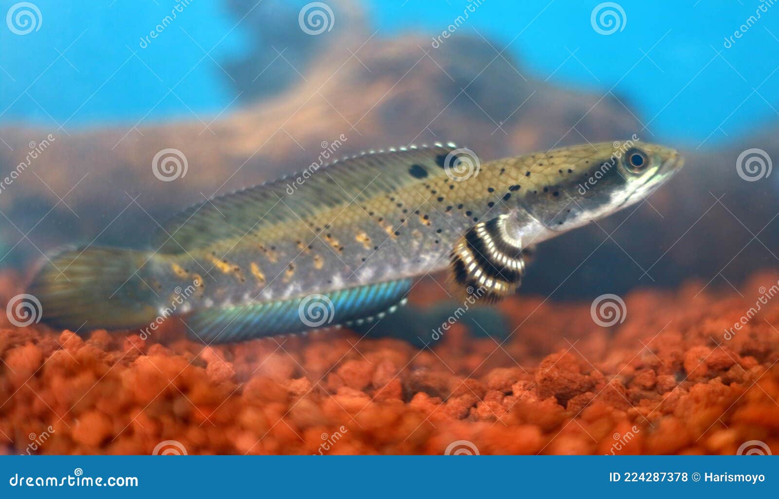 Snakeheads fish or channa stock photo. Image of snakeheads - 224287378