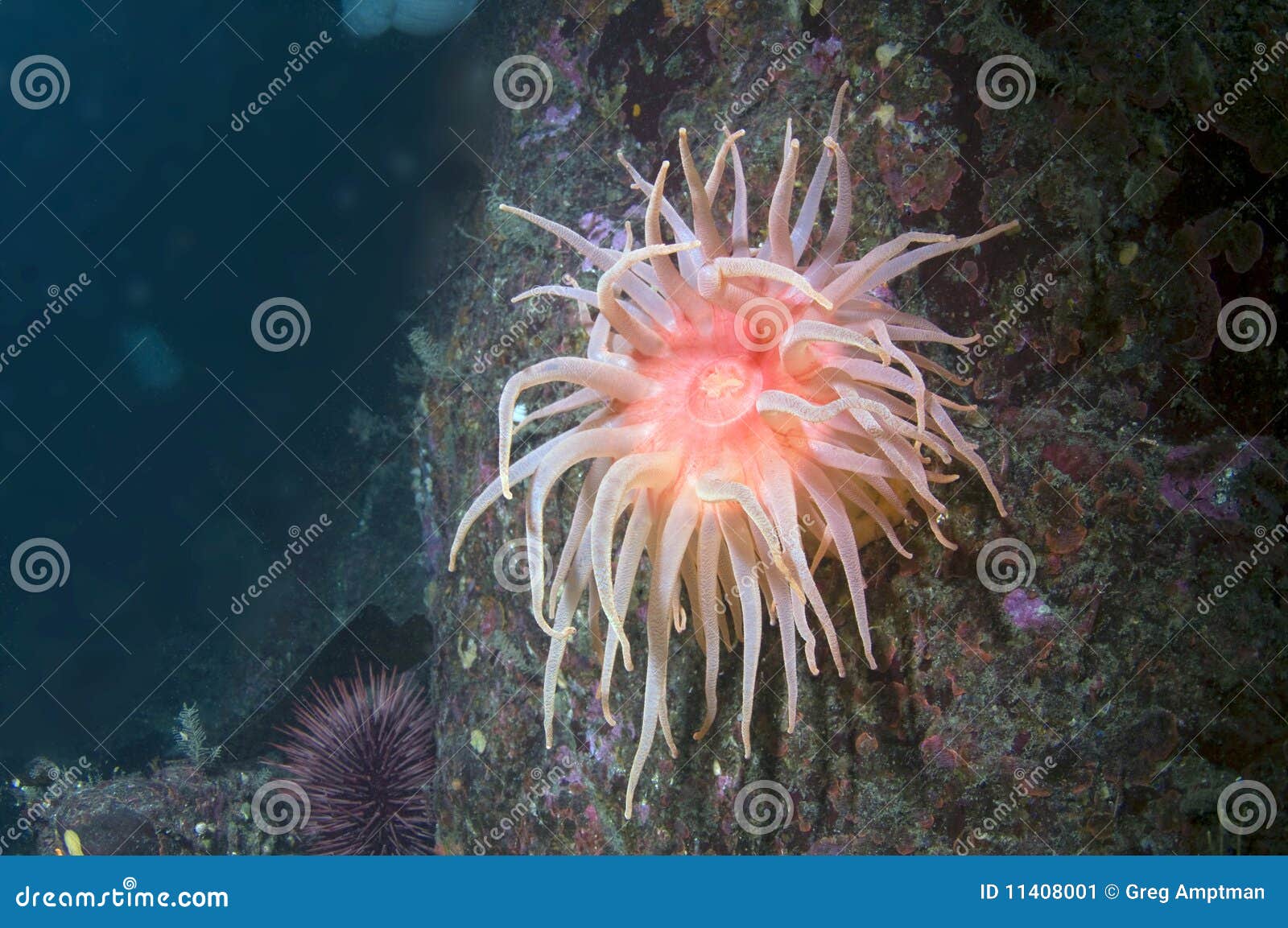 Snakelock Anemone stock image. Image of seawater, coastal - 11408001