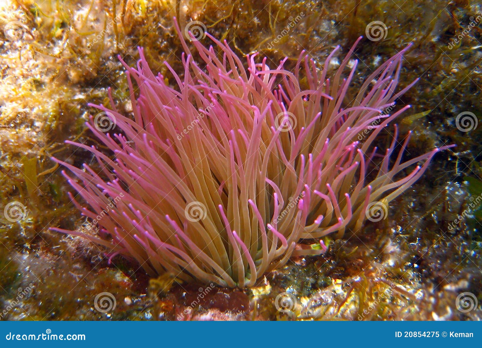 Snakelocks Anemone stock image. Image of anemone, sulcata - 20854275