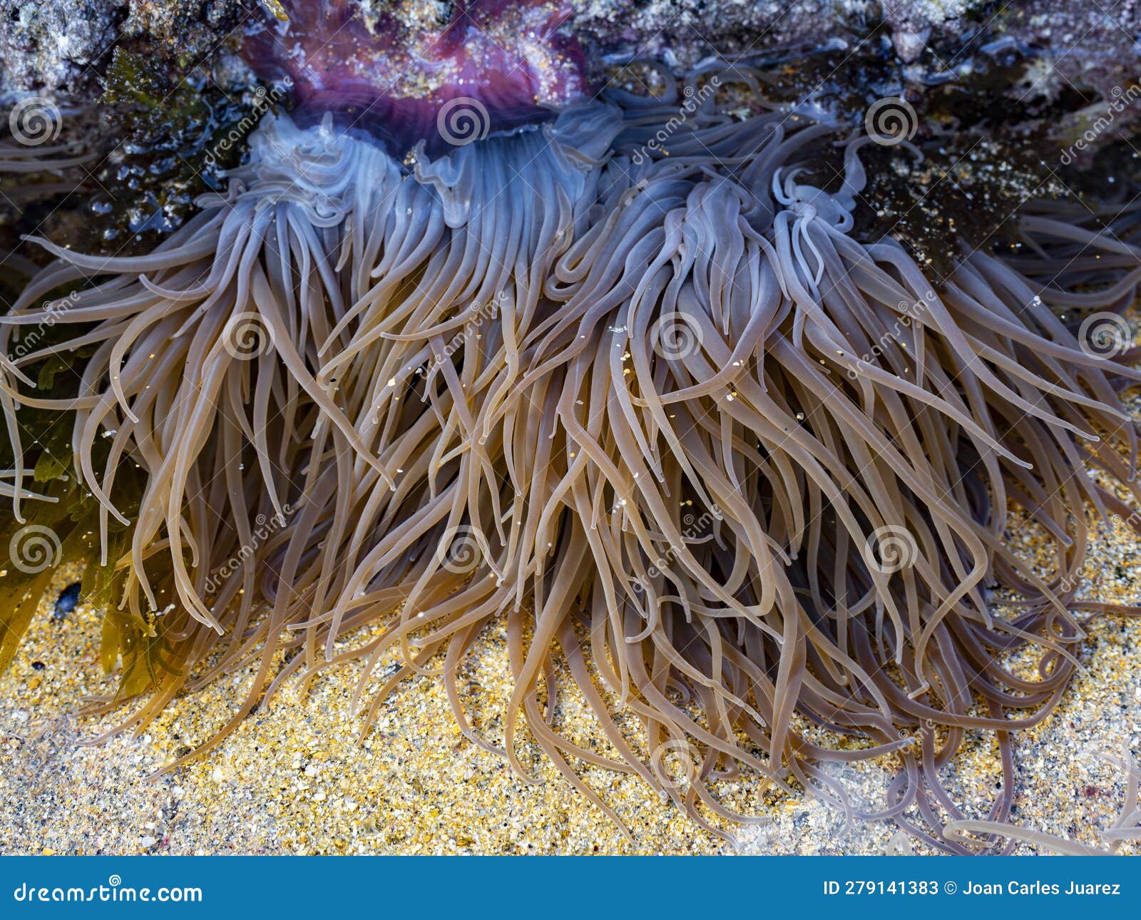 Snakelocks Anemone (Anemonia Viridis) on a Rock during Low Tide Stock ...