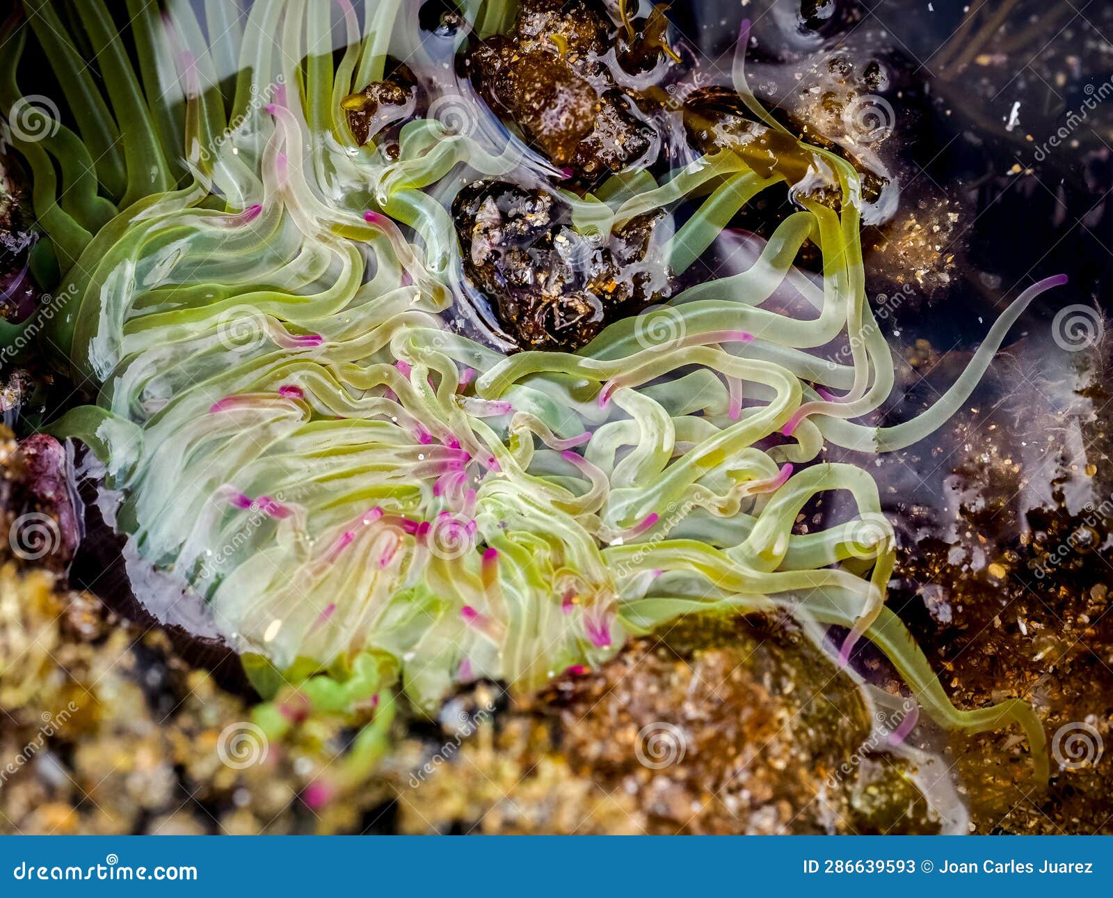 Snakelocks Anemone (Anemonia Viridis) on a Rock during Low Tide Stock ...